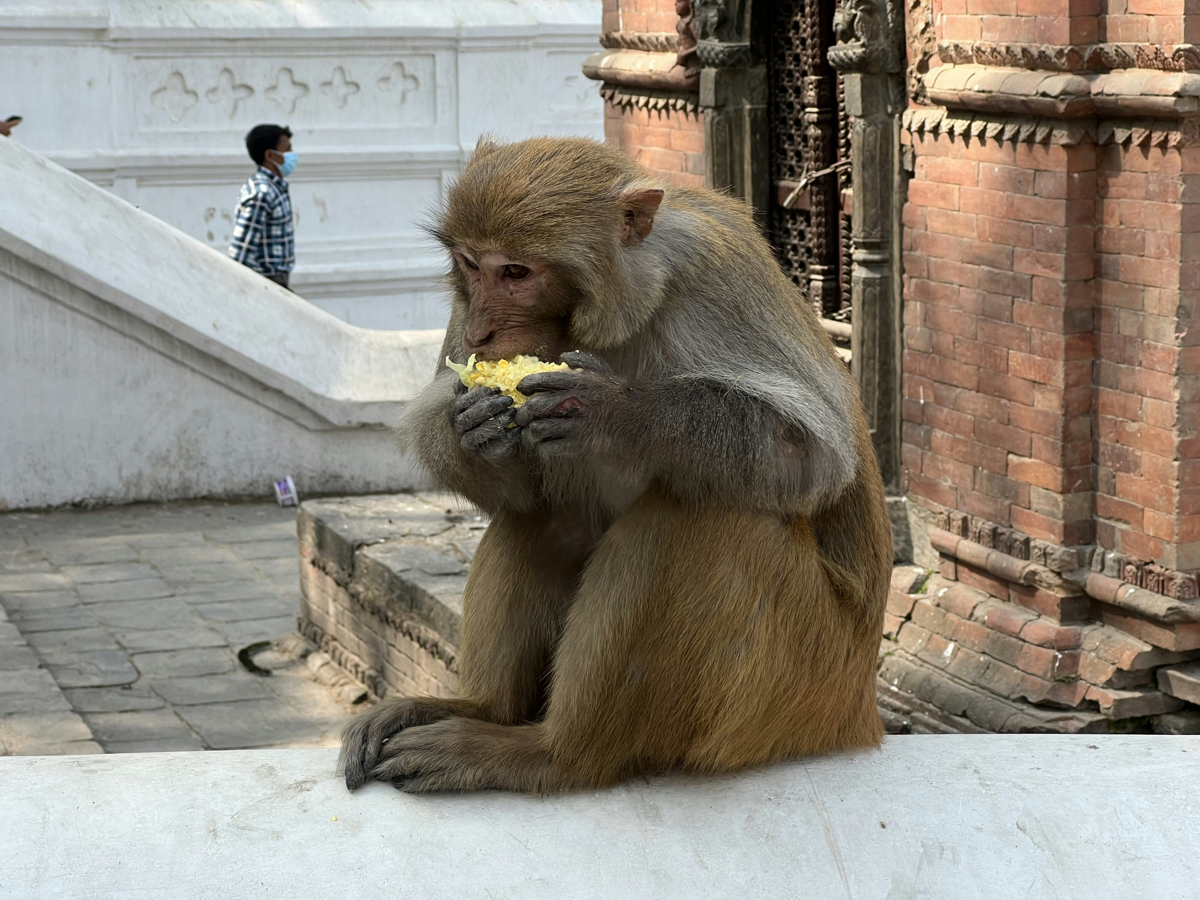 A monkey sitting on a ledge eating food photo – Free Human Image on ...