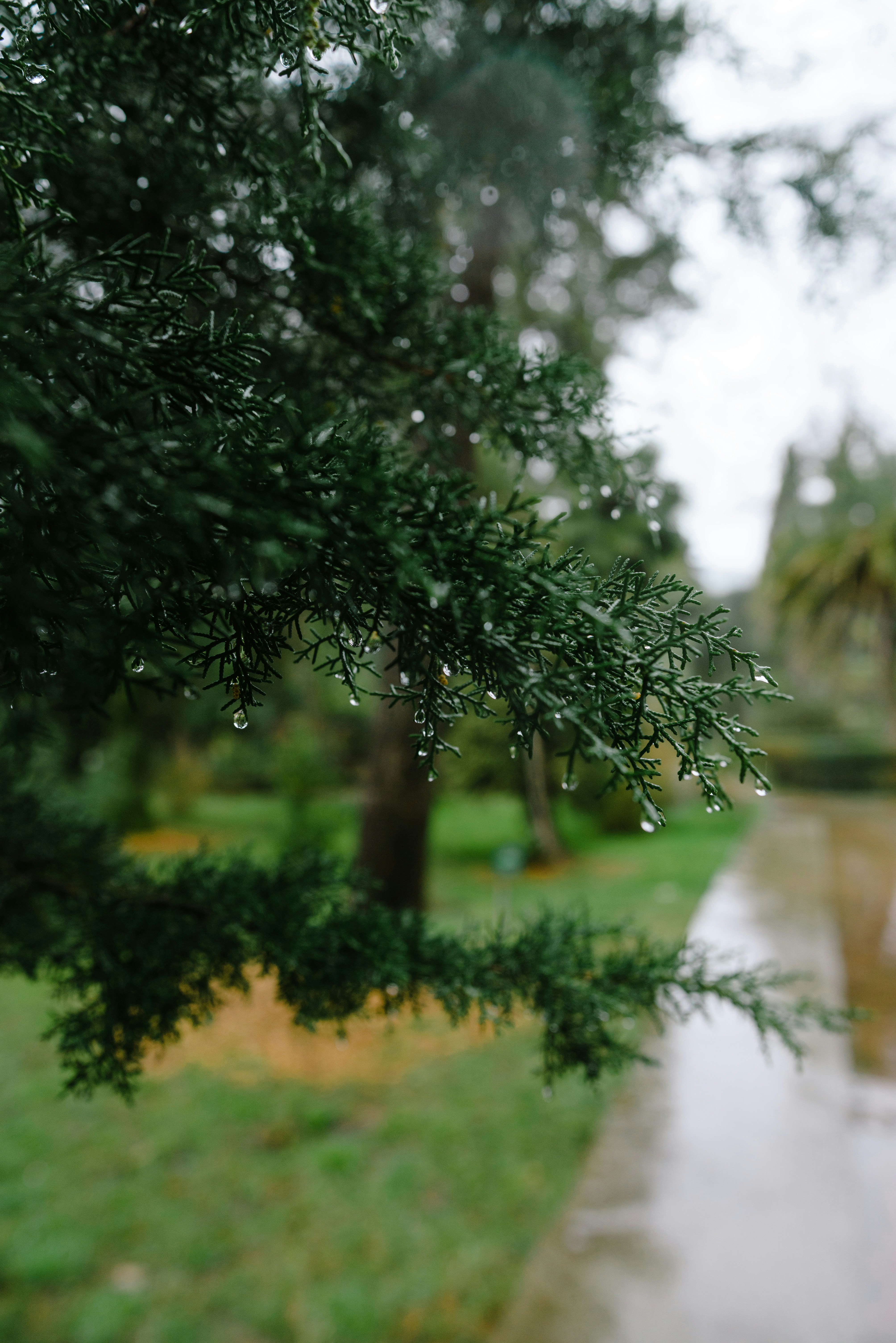 Dew-Kissed Pine Needles Framed by a Rainy Park Path
