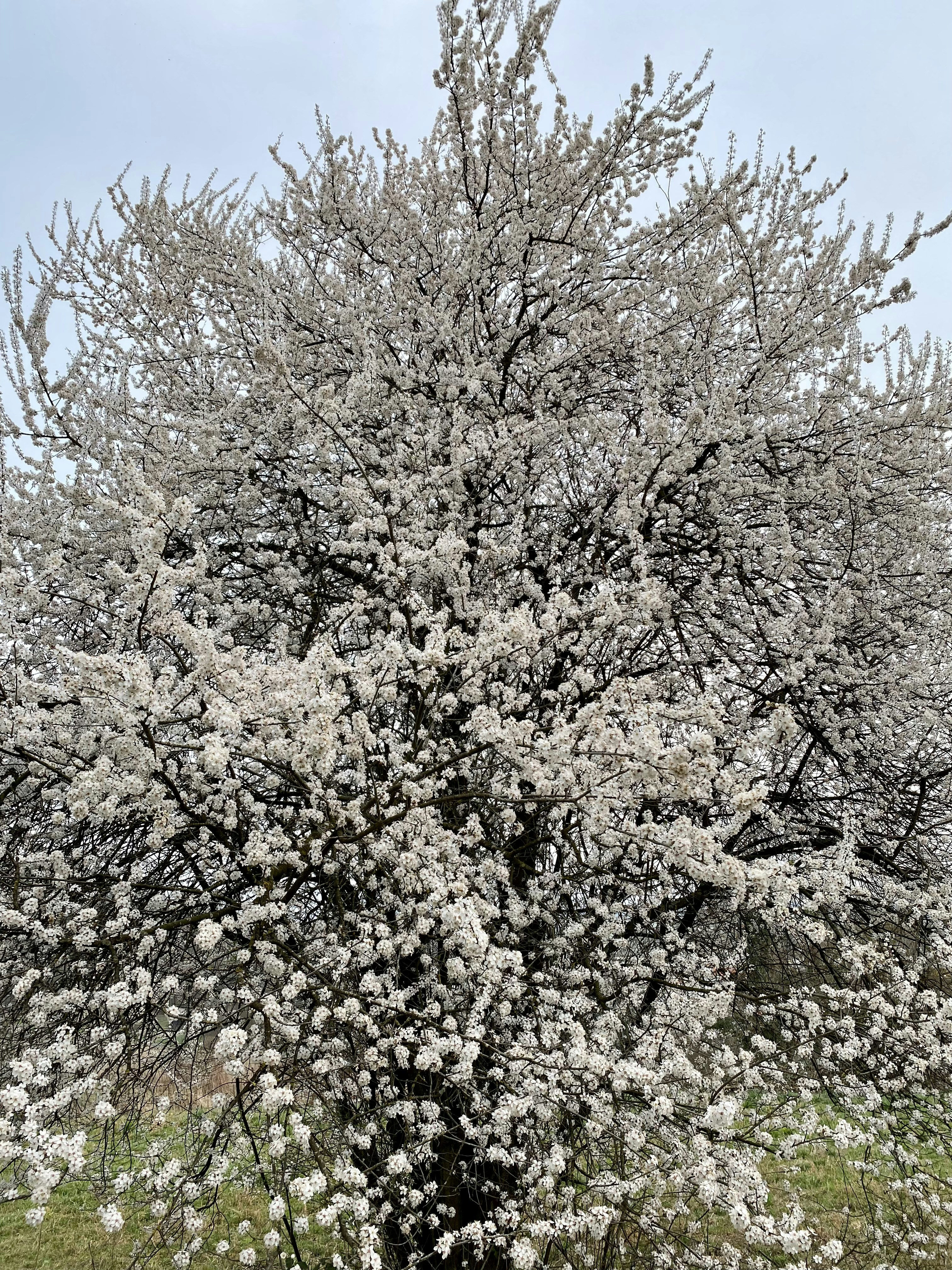 a large white tree with lots of white flowers