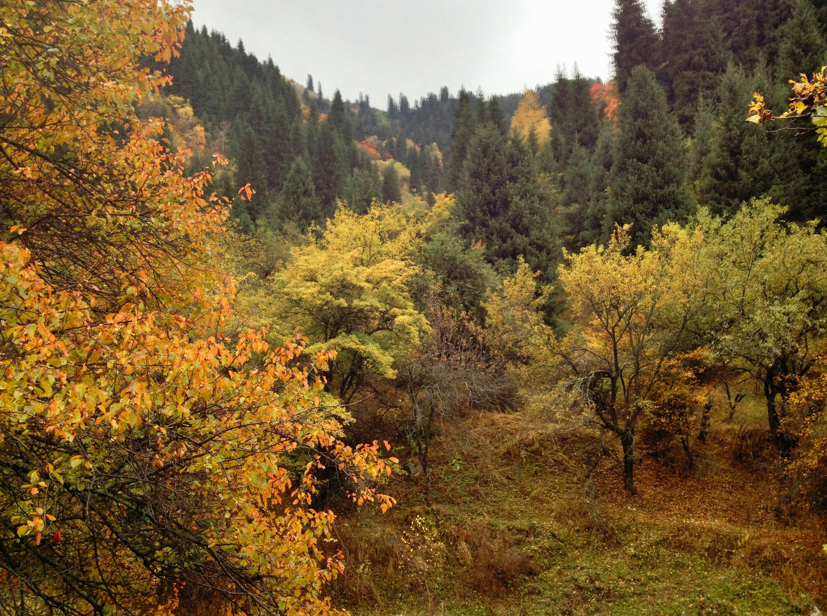 A forest filled with lots of trees covered in fall foliage photo – Free ...