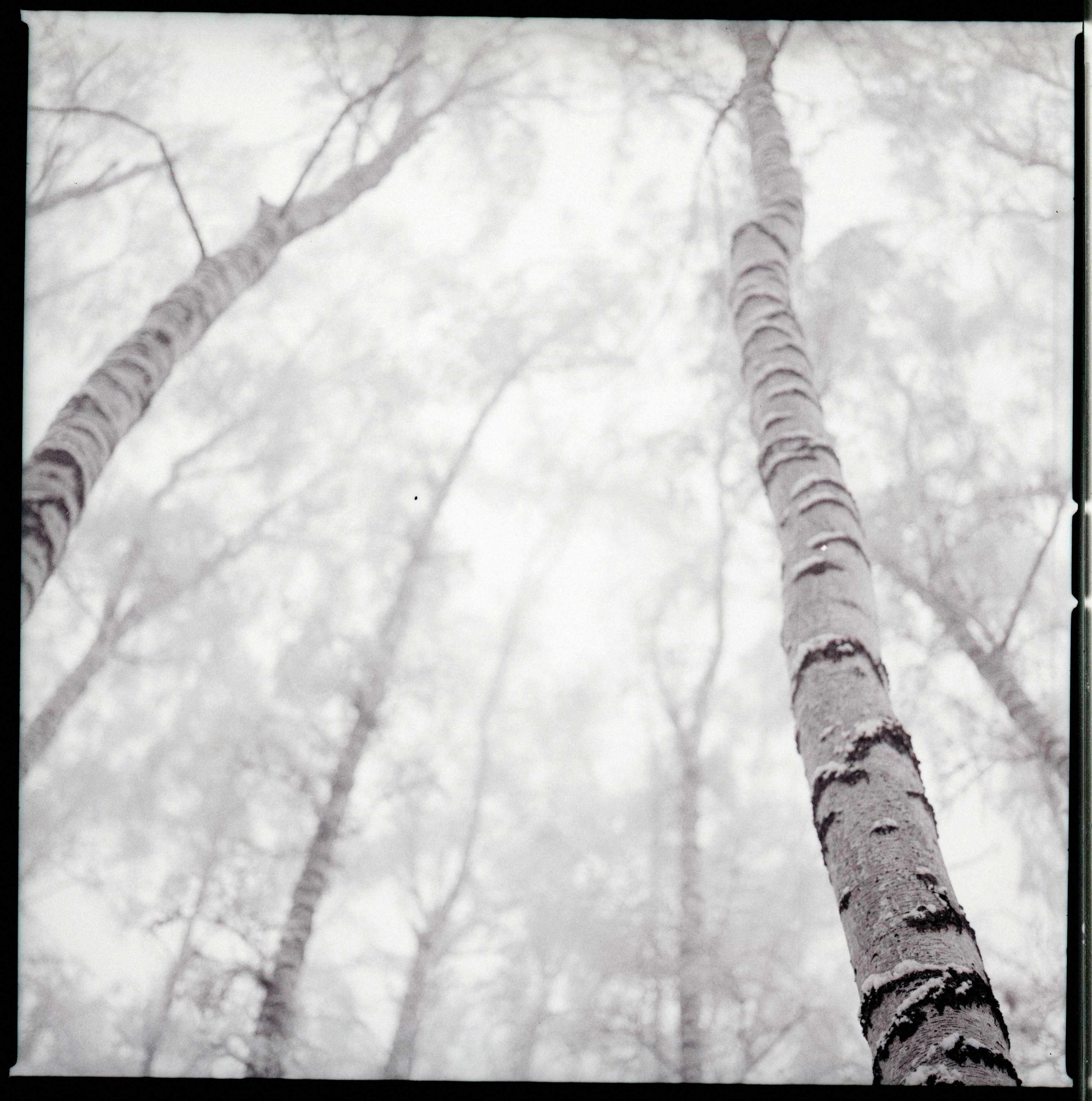 a black and white photo of two tall trees
