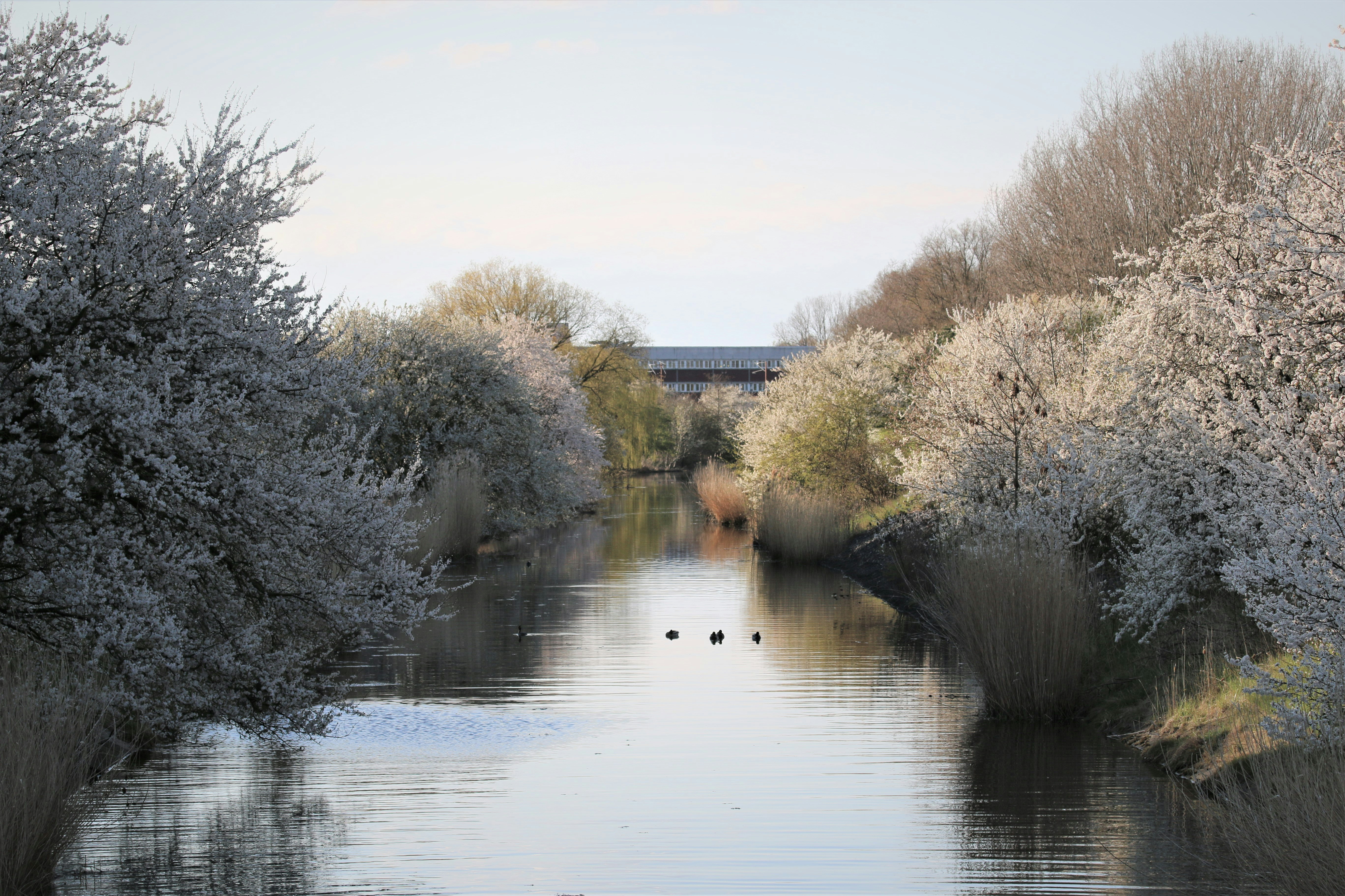 Spring Canal Symmetry: Blossoms Framing a Calm Channel