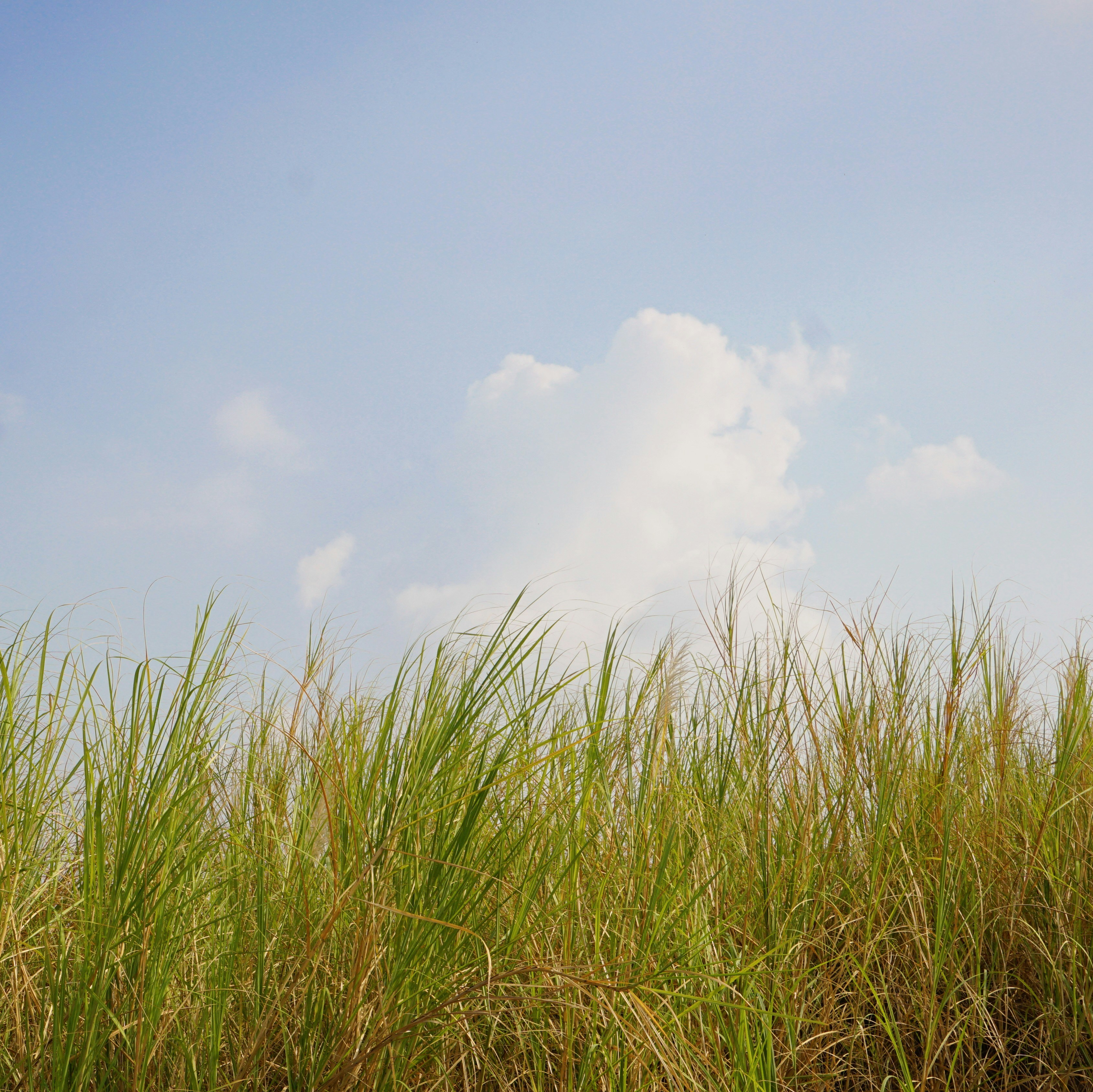 Vibrant green grass swaying gently under a clear blue sky with soft clouds, capturing the essence of a serene landscape.