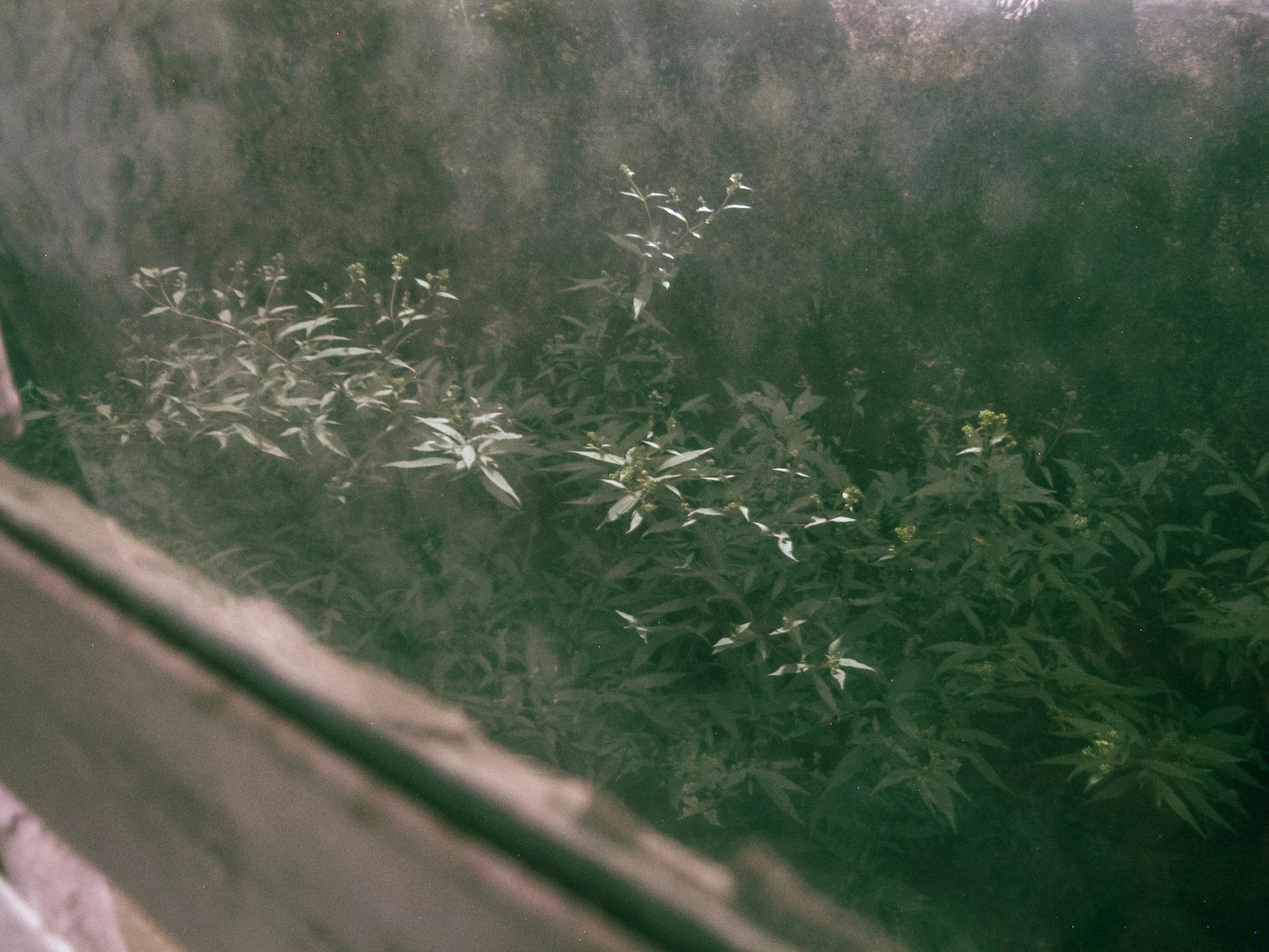 Lush green foliage seen through a dusty window, capturing the interplay of light and texture. The scene evokes a sense of tranquility and isolation.