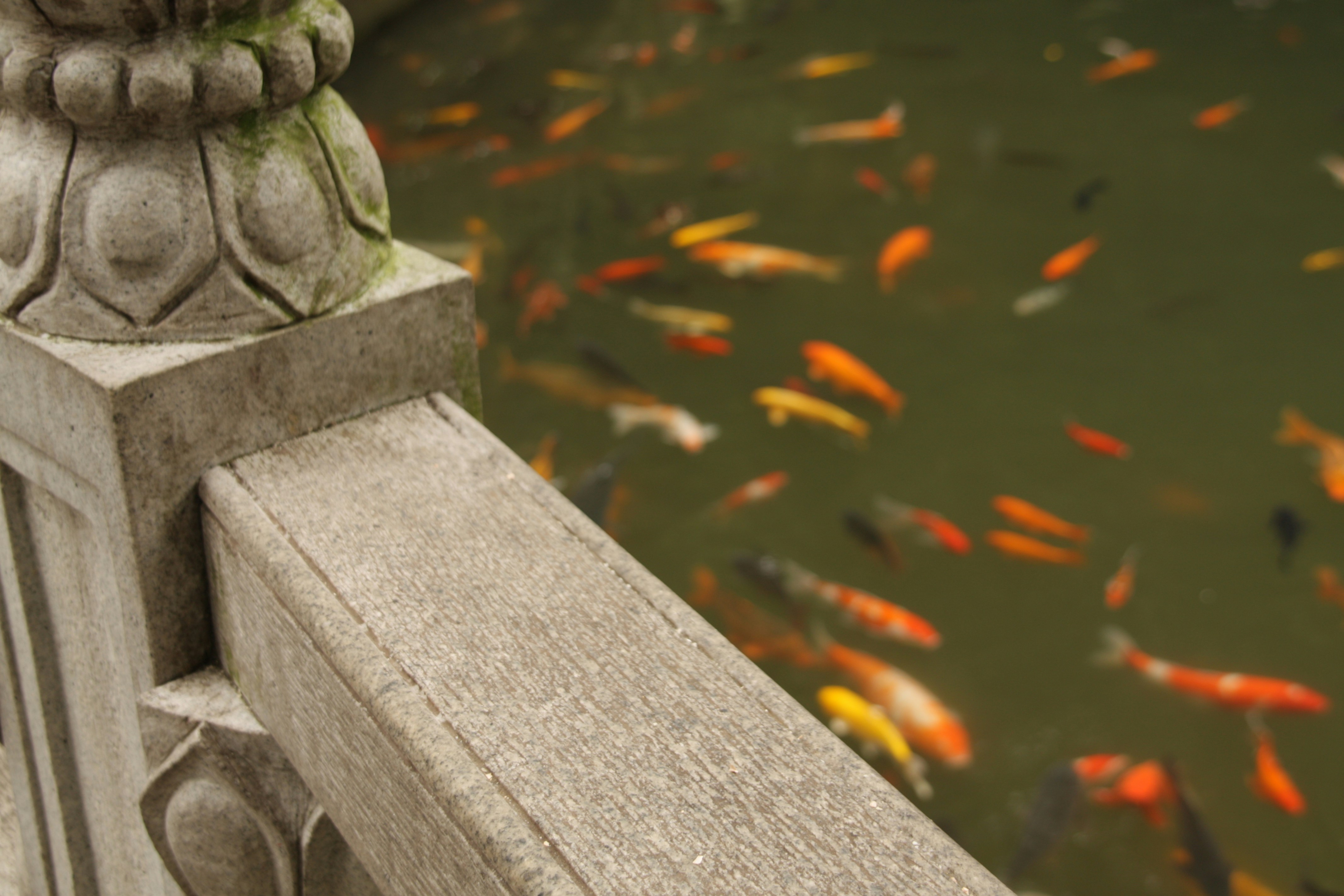 Un groupe de poissons nageant dans un étang photo – Image gratuite de ...