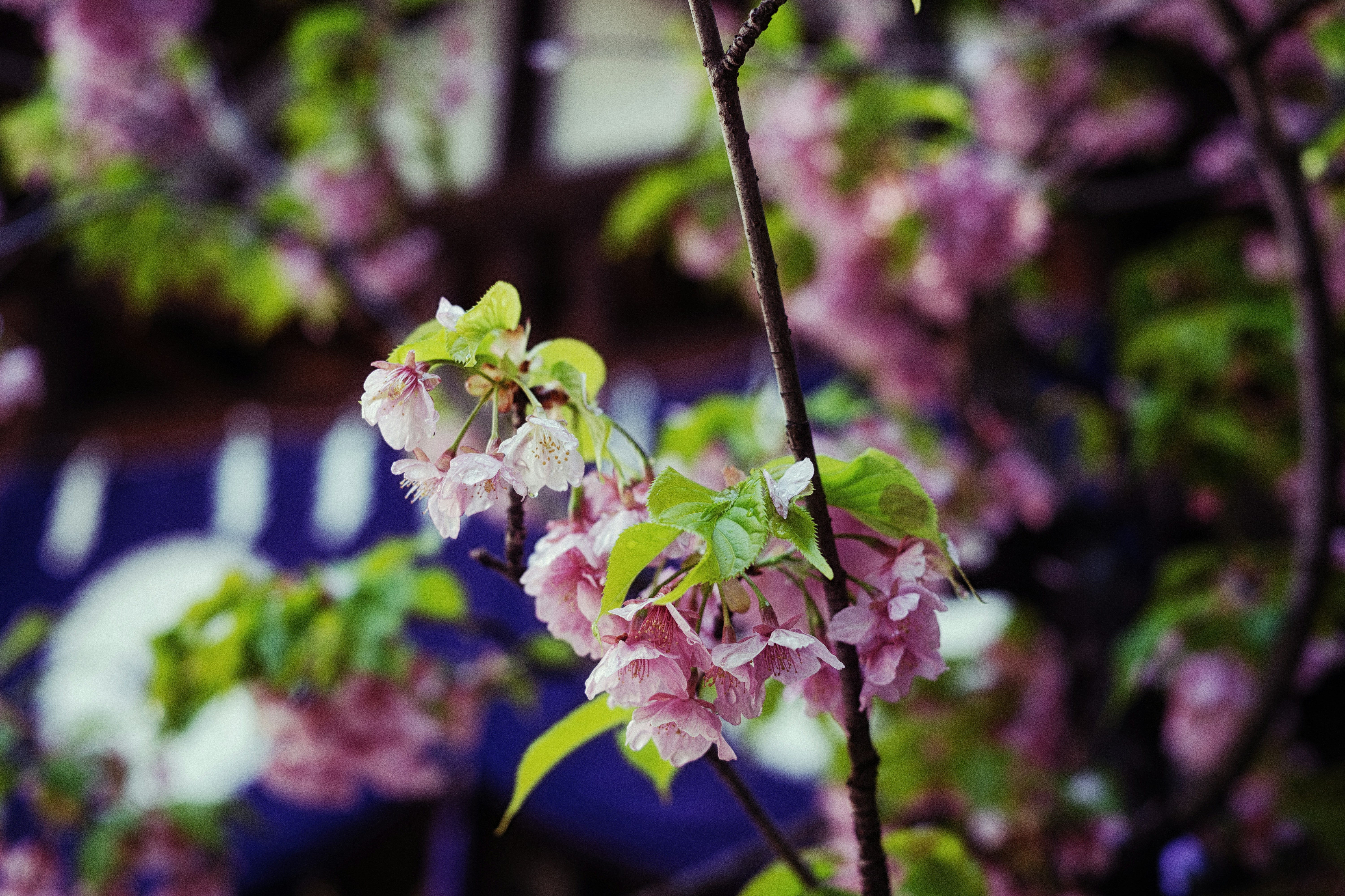 Delicate cherry blossoms framed by vibrant green leaves, set against a softly blurred background. The scene captures the essence of springtime renewal.