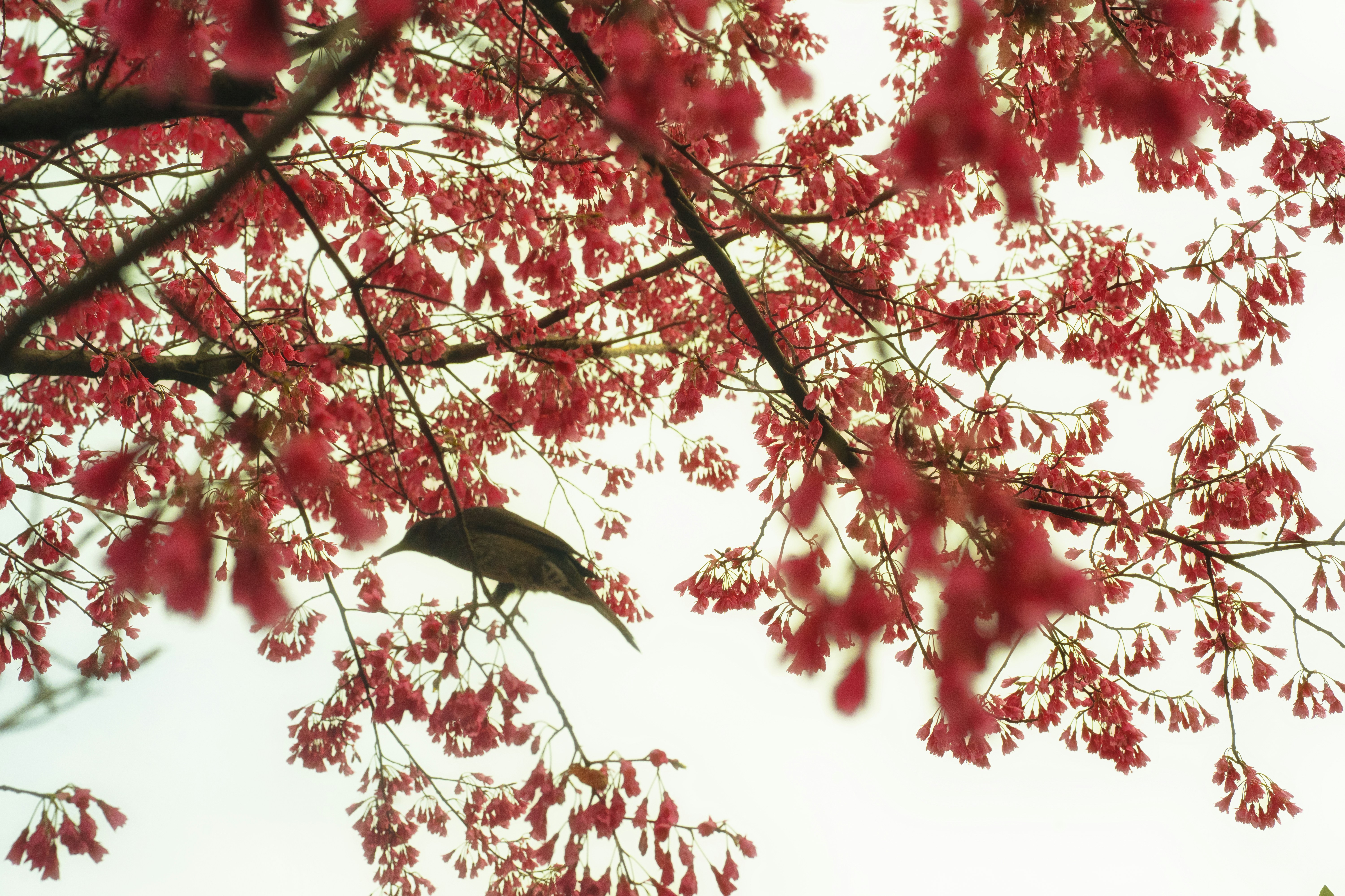 a bird sitting on a branch of a tree