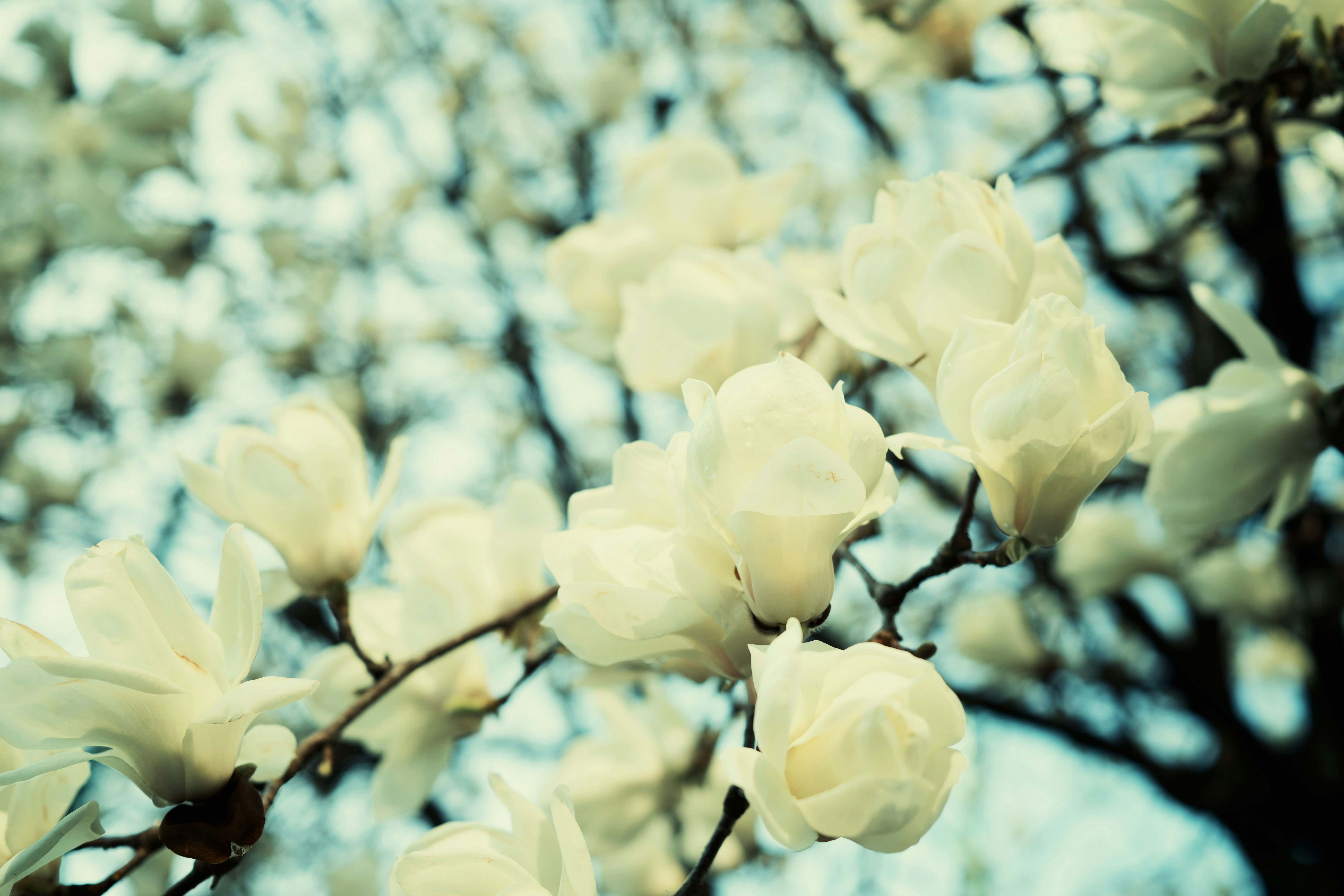 a tree with white flowers in front of a blue sky
