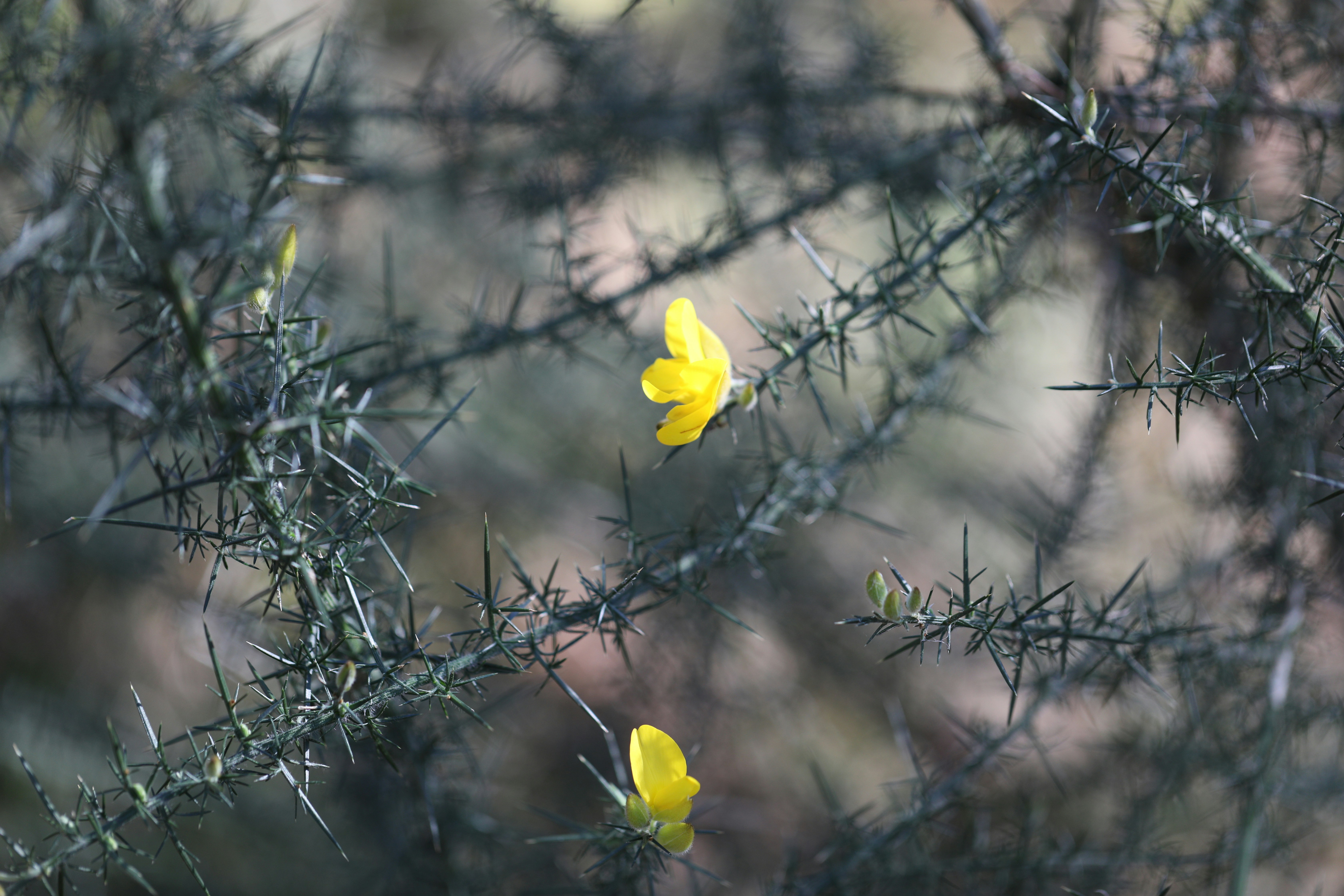 Yellow Bloom in a Thorny Sea