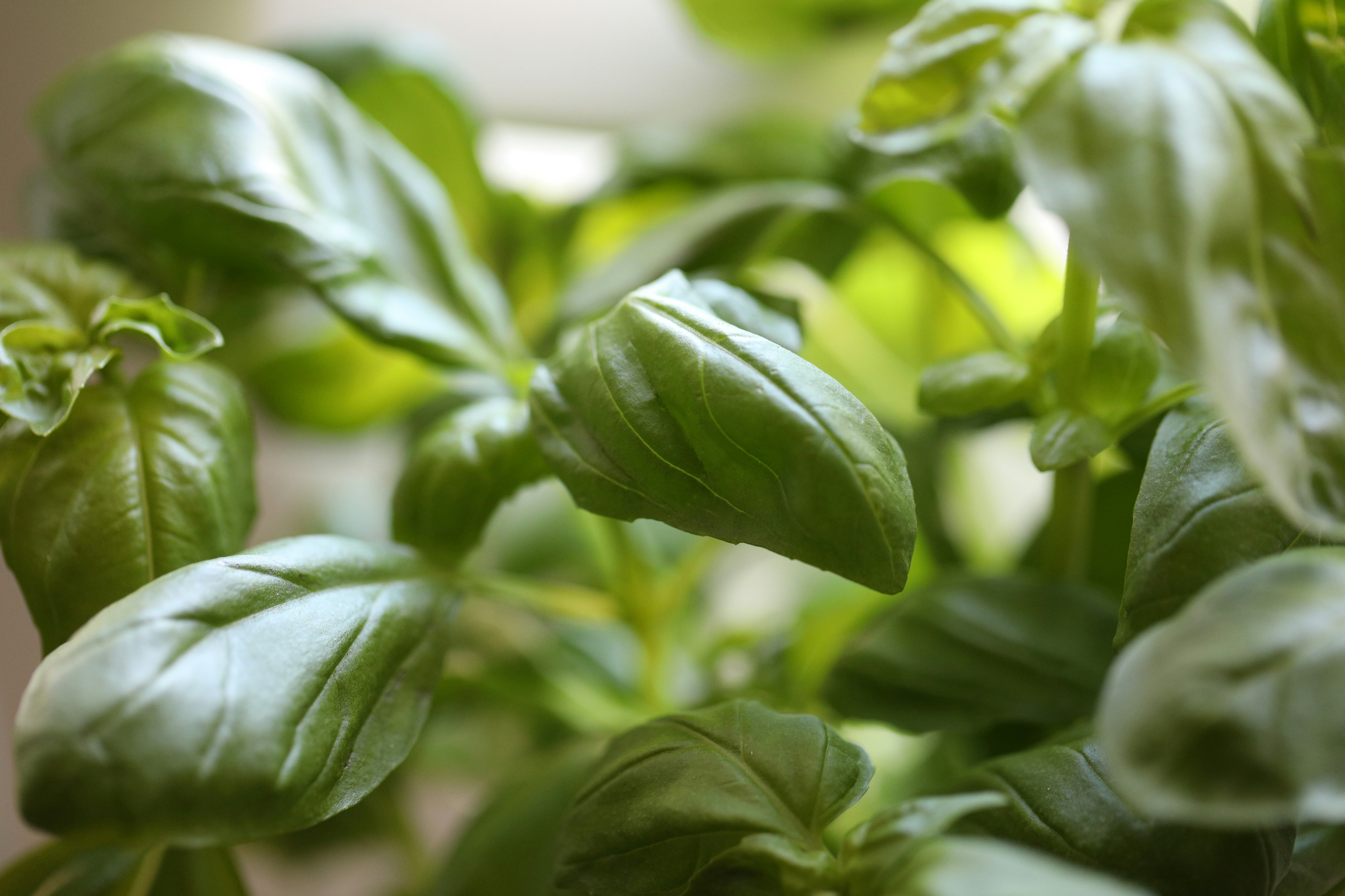 Close-up of lush basil leaves showcasing their rich green hues and intricate textures.