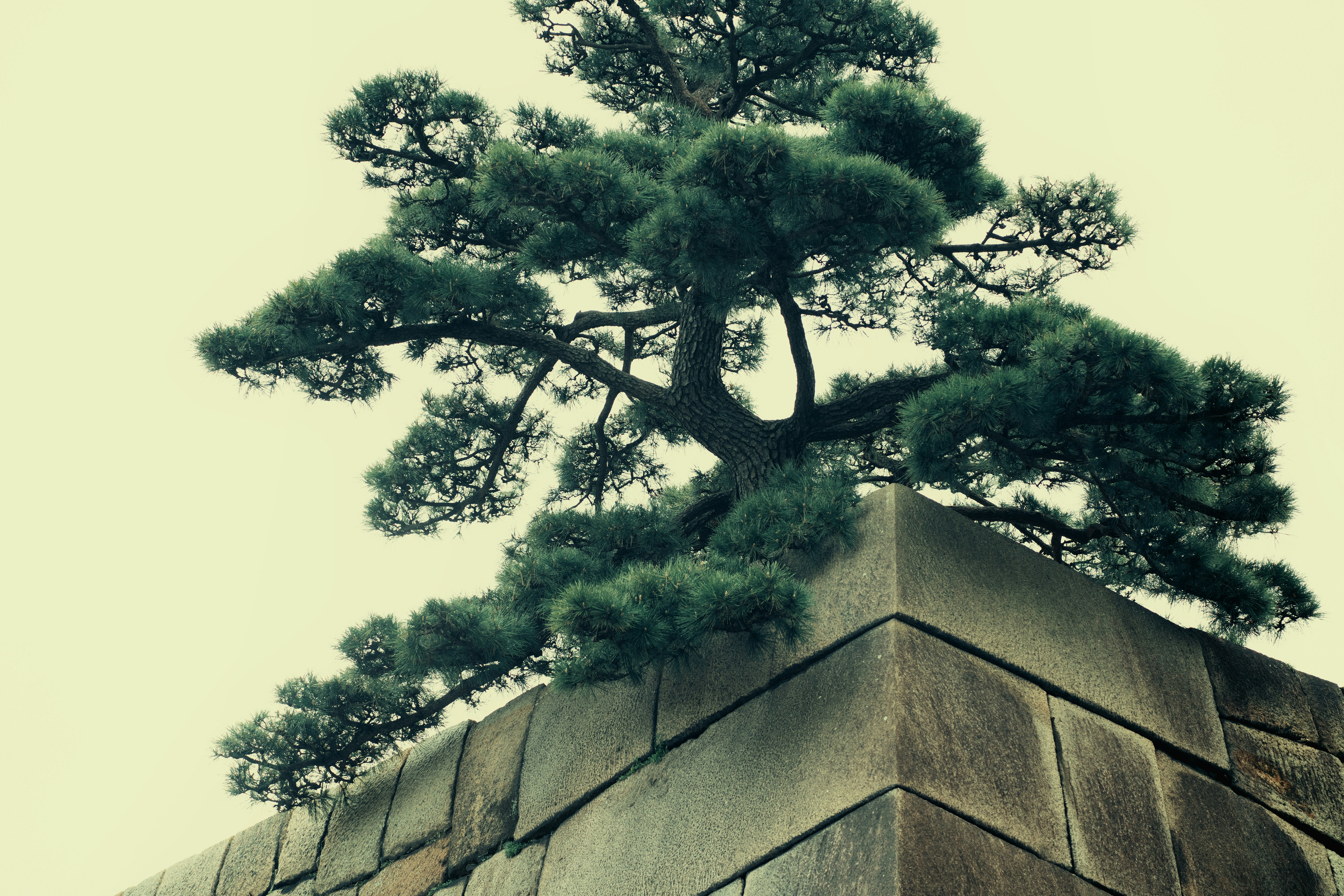 A pine tree growing out of the top of a building photo – Free Tokyo ...