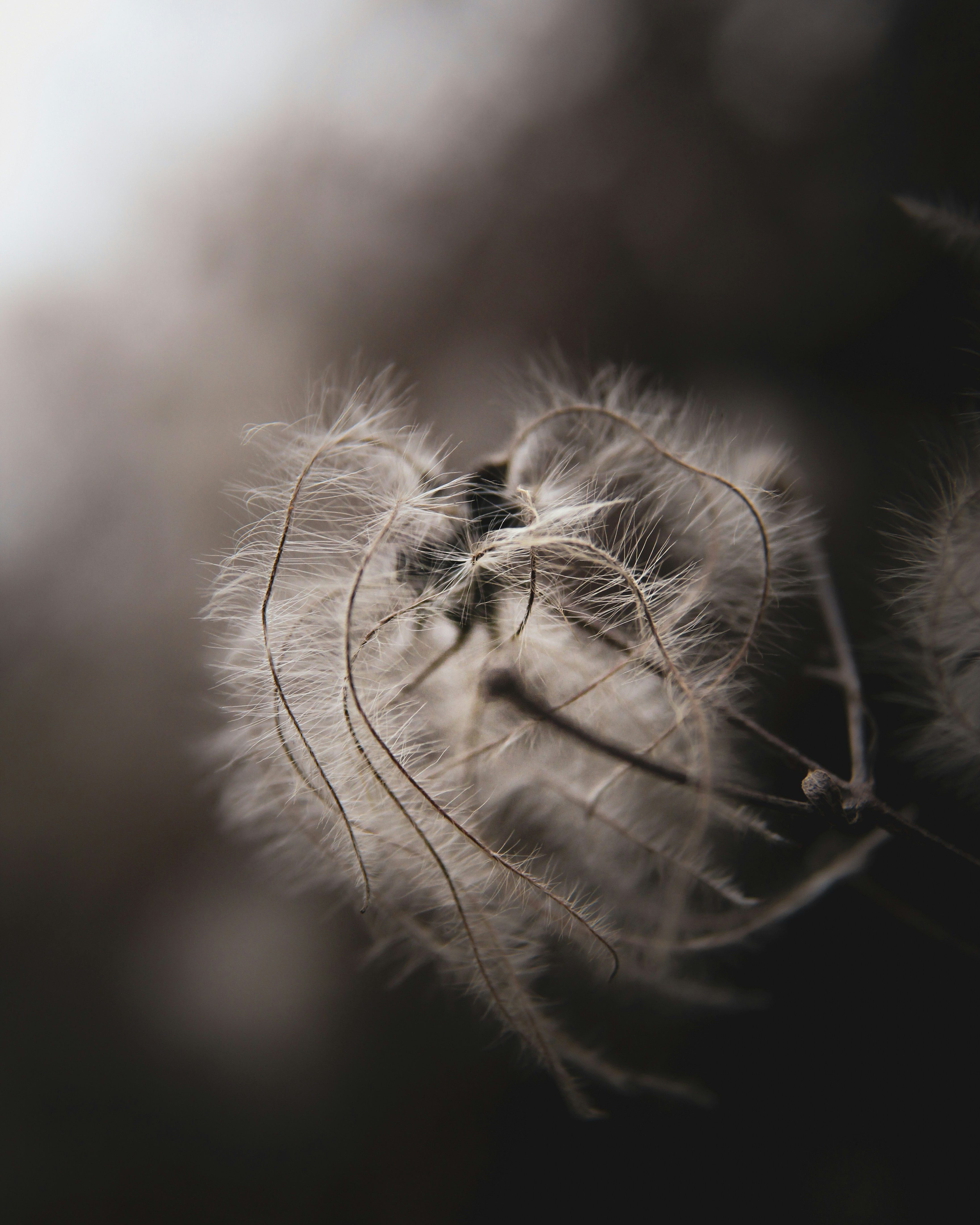Curling Seed Hairs in a Quiet Backlit Moment