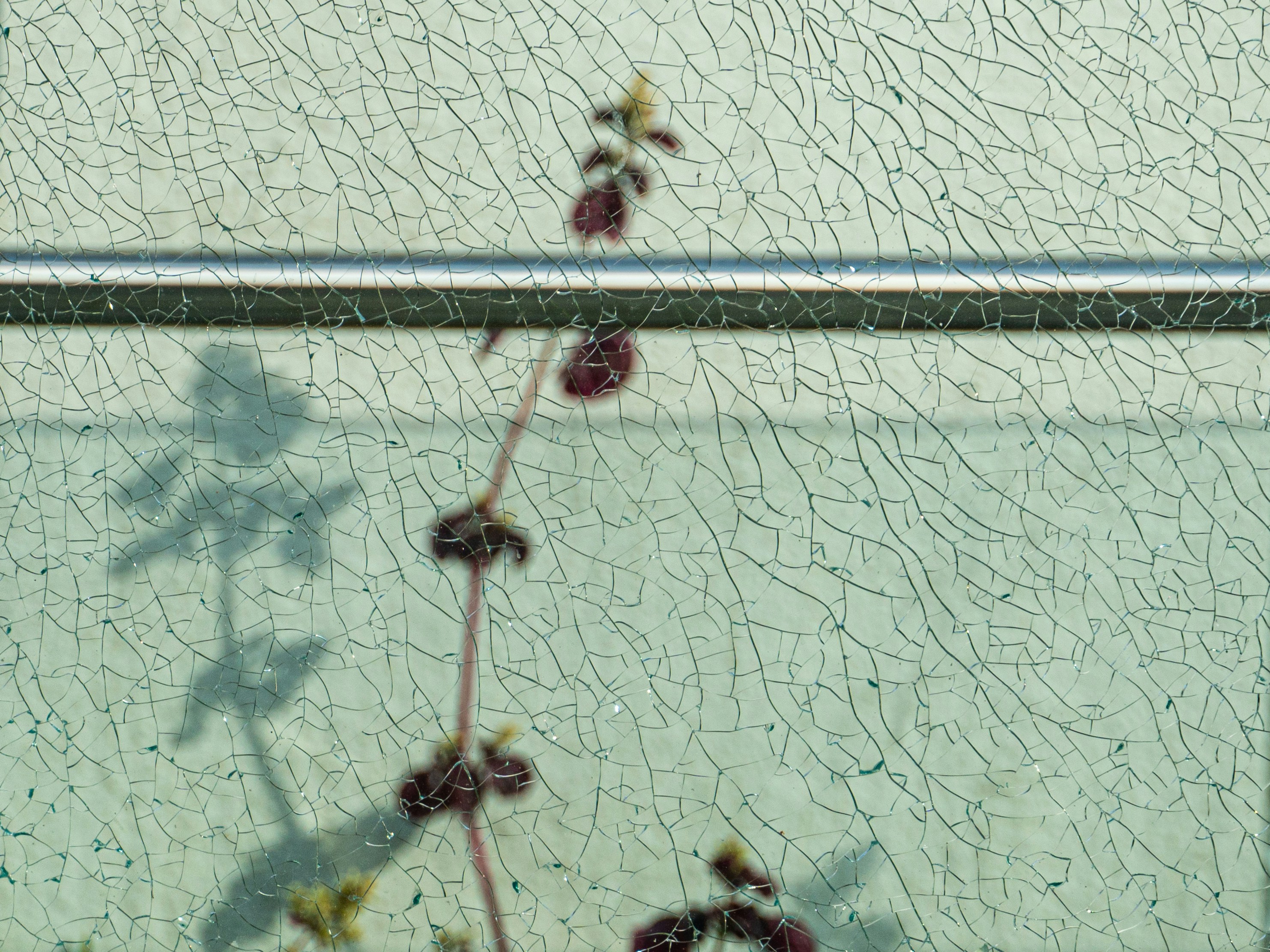 Delicate floral silhouettes emerge through a textured glass surface, creating an intriguing interplay of light and shadow.