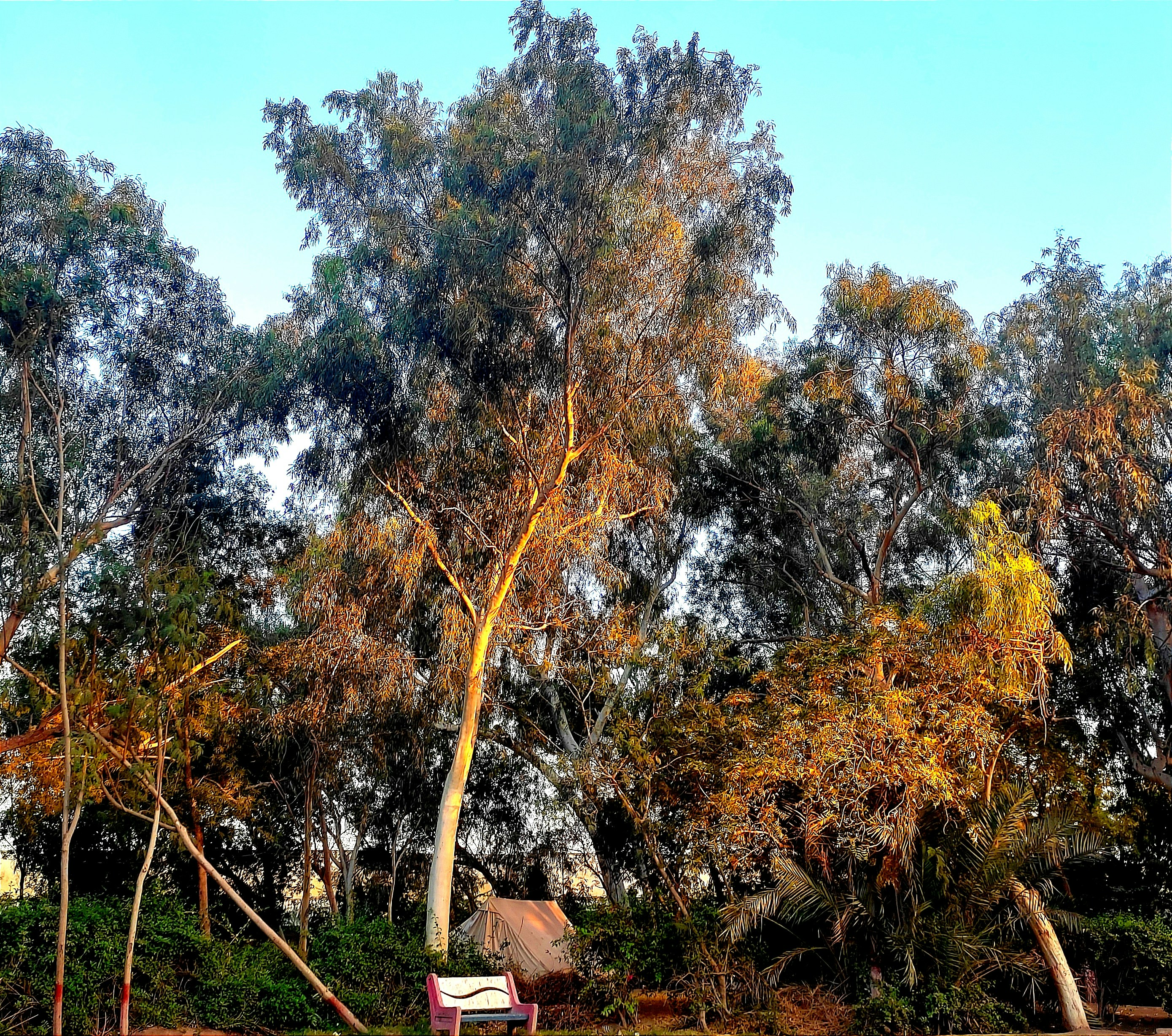 Sunlit Canopy Over a Tranquil Campsite