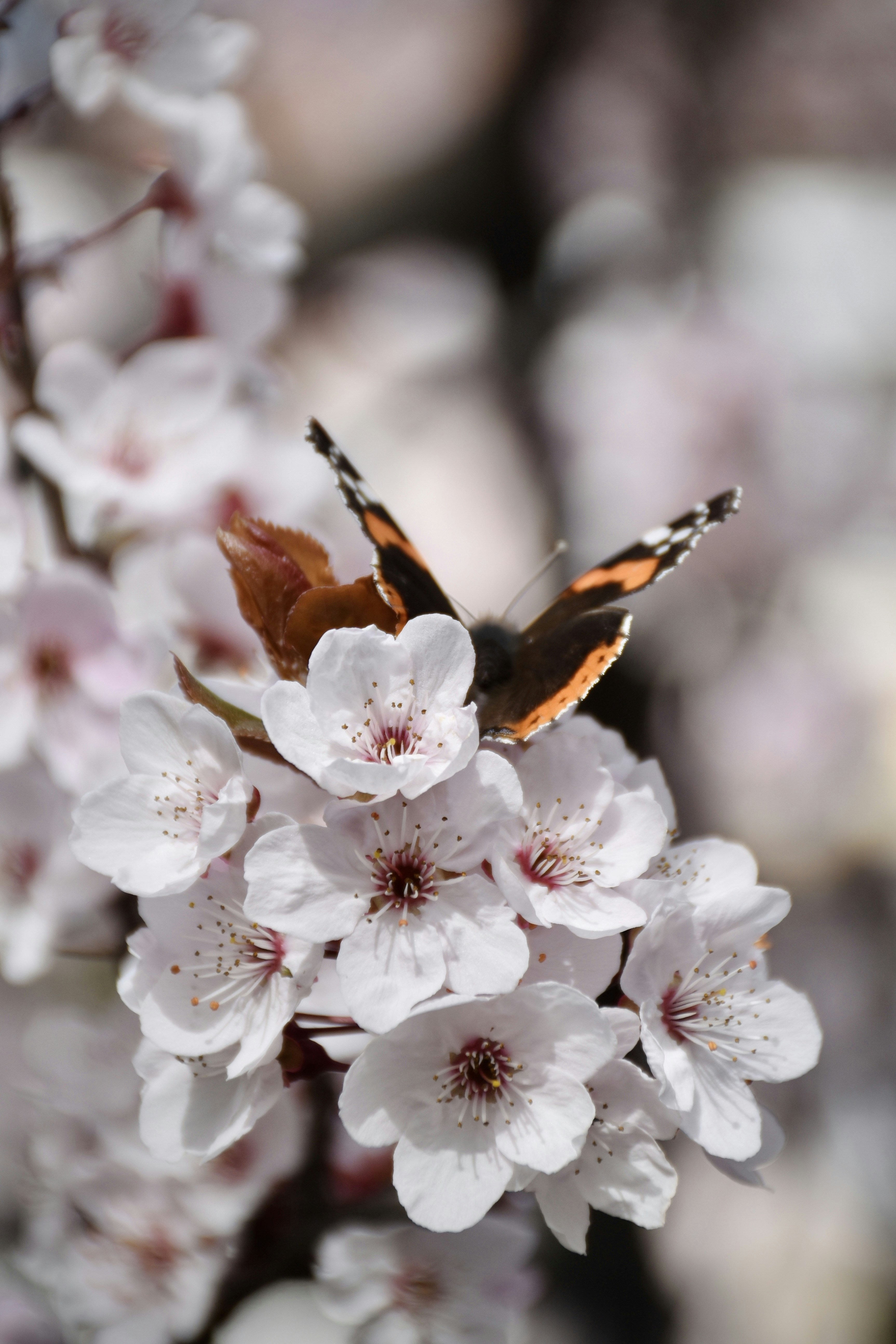 A butterfly delicately perched on a cluster of cherry blossoms, highlighting the beauty of spring's arrival.