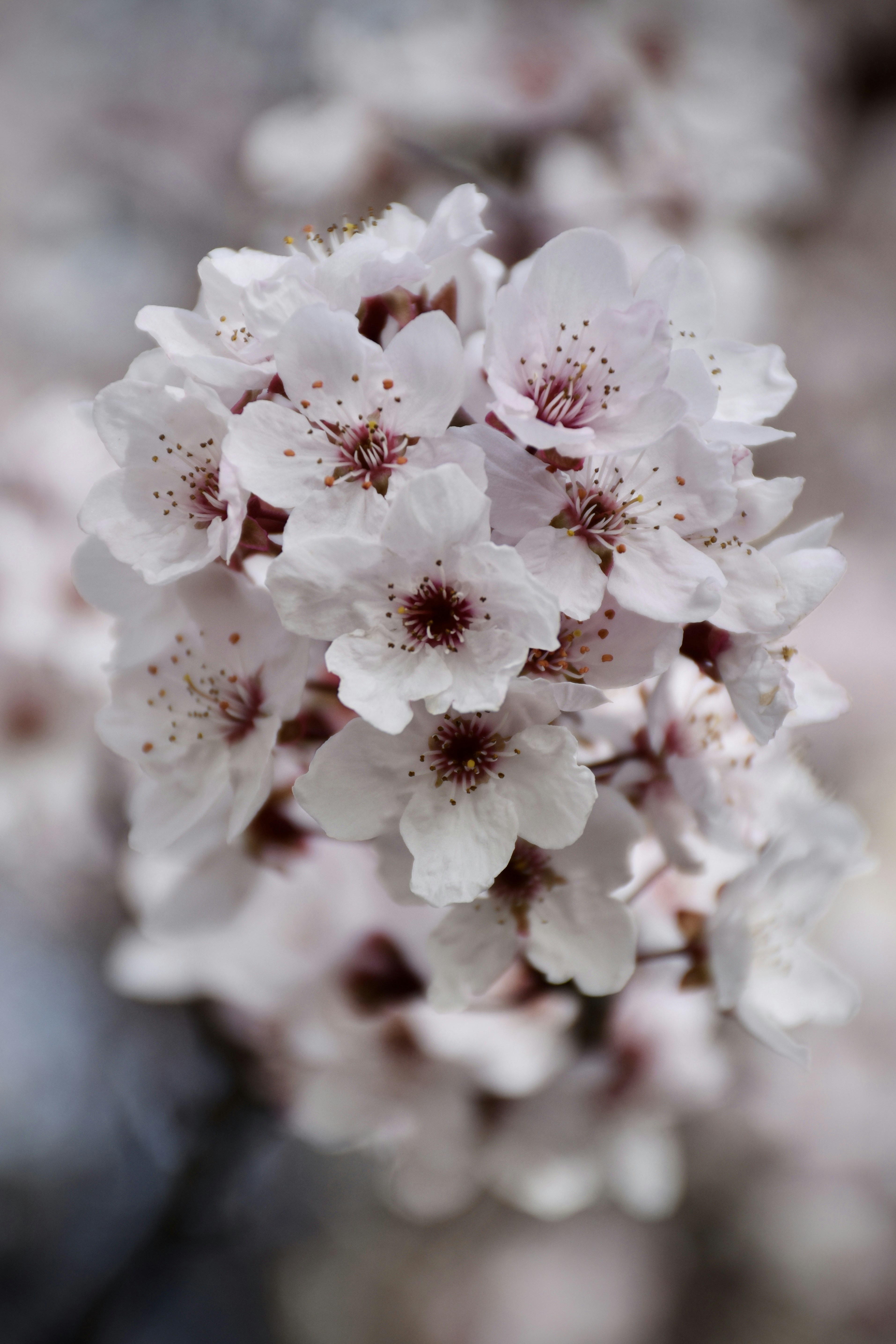 Petal Mosaic: Close-Up of Spring Cherry Blossoms with Velvet Bokeh