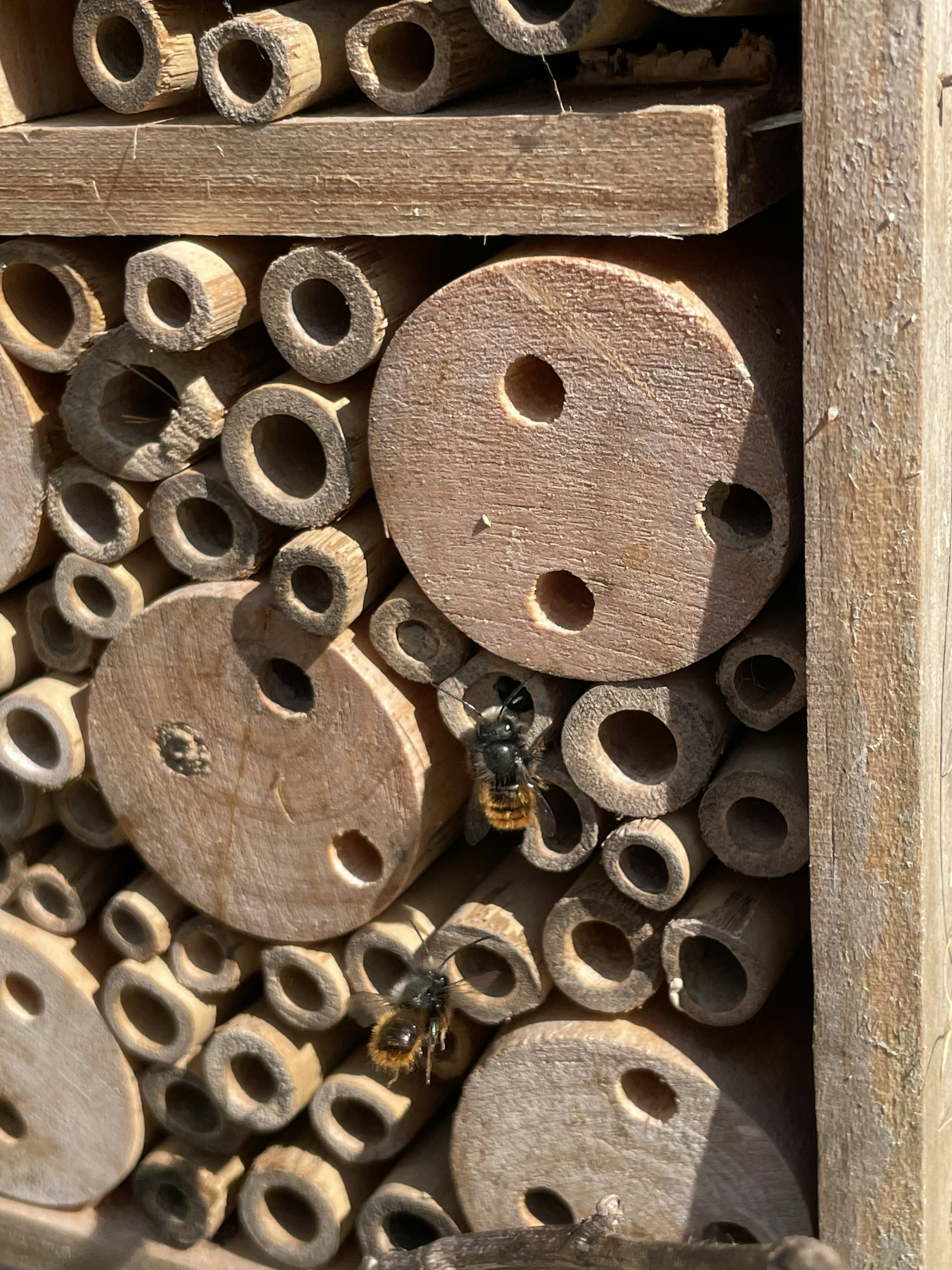 Un primer plano de una colmena llena de muchas abejas foto – Imagen de ...