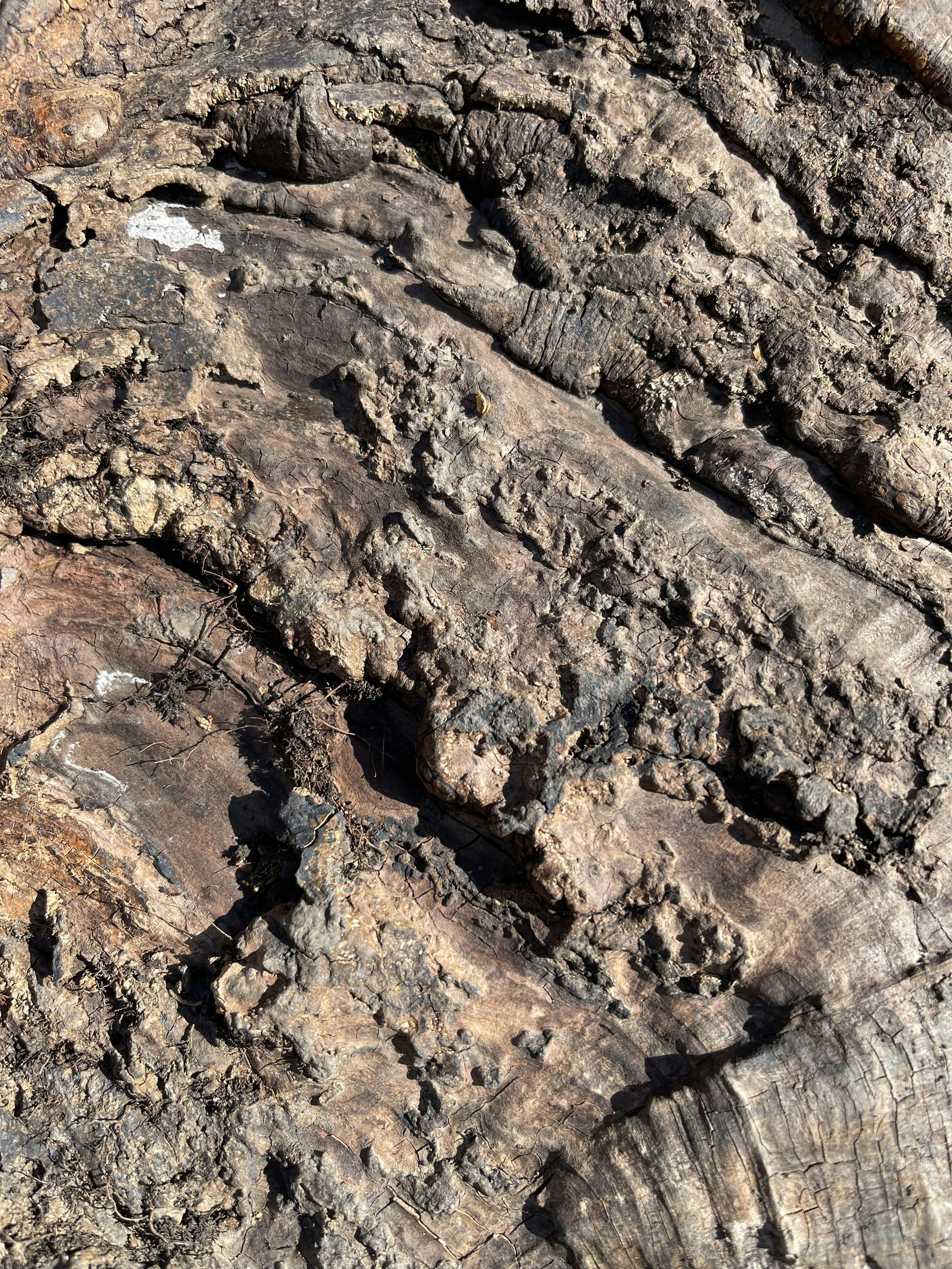 Foto zum Thema Ein Stück Holz, das halbiert wurde – Kostenloses Bild zu ...