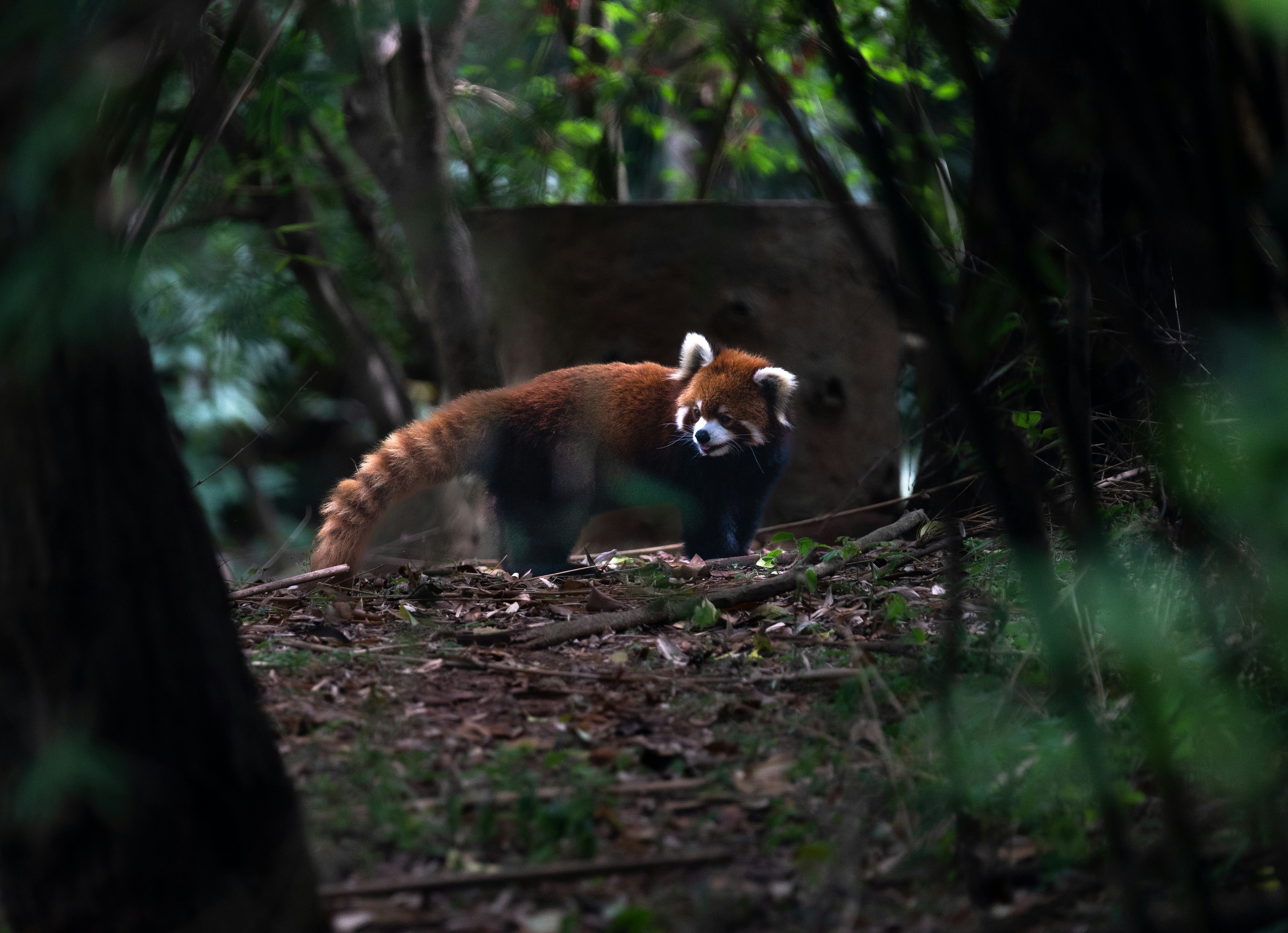 A red panda standing in the middle of a forest photo – Free Animal ...