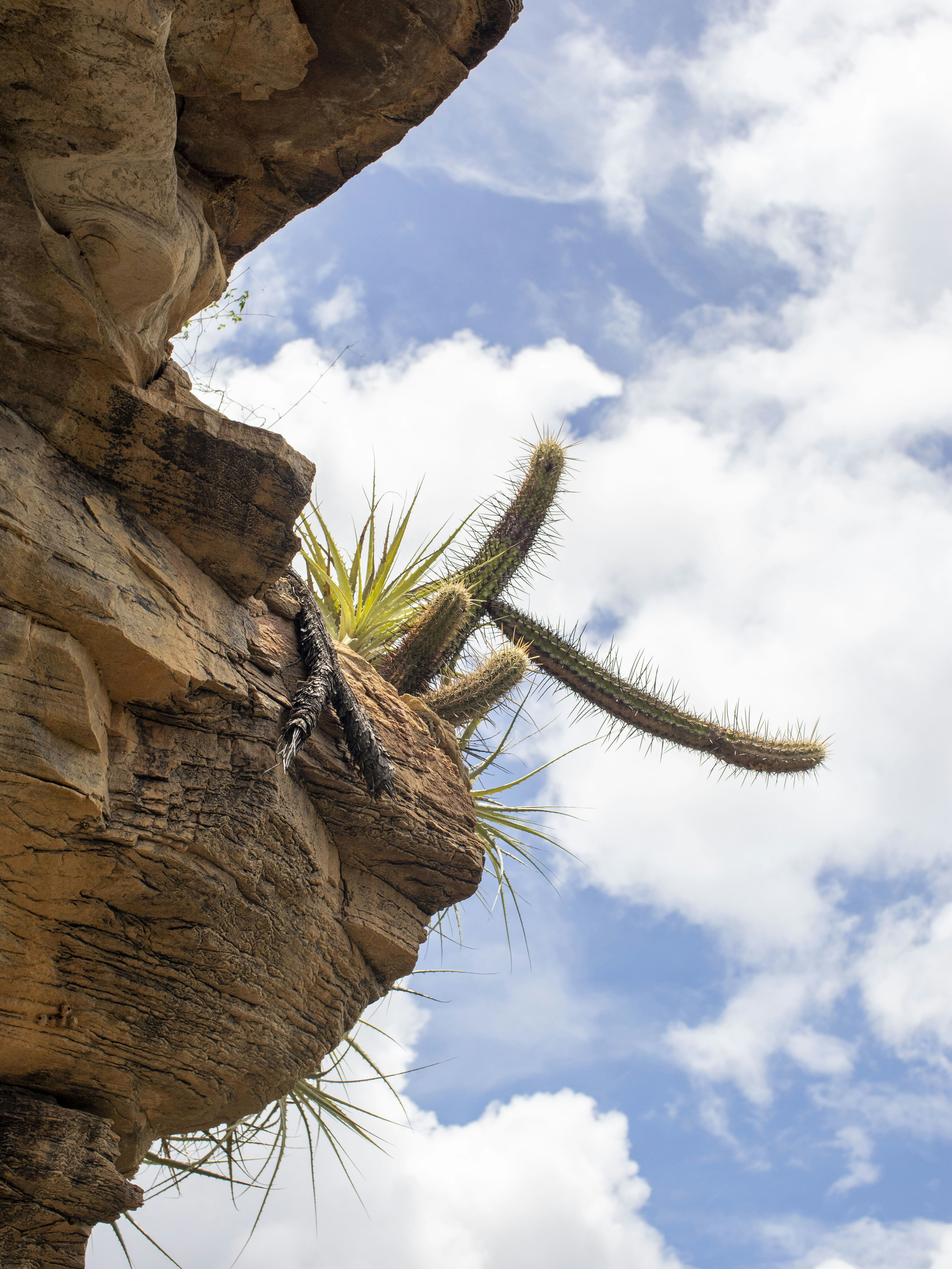 Desert Cliff Sentinel: Cactus Crest Above a Red Rock Verge