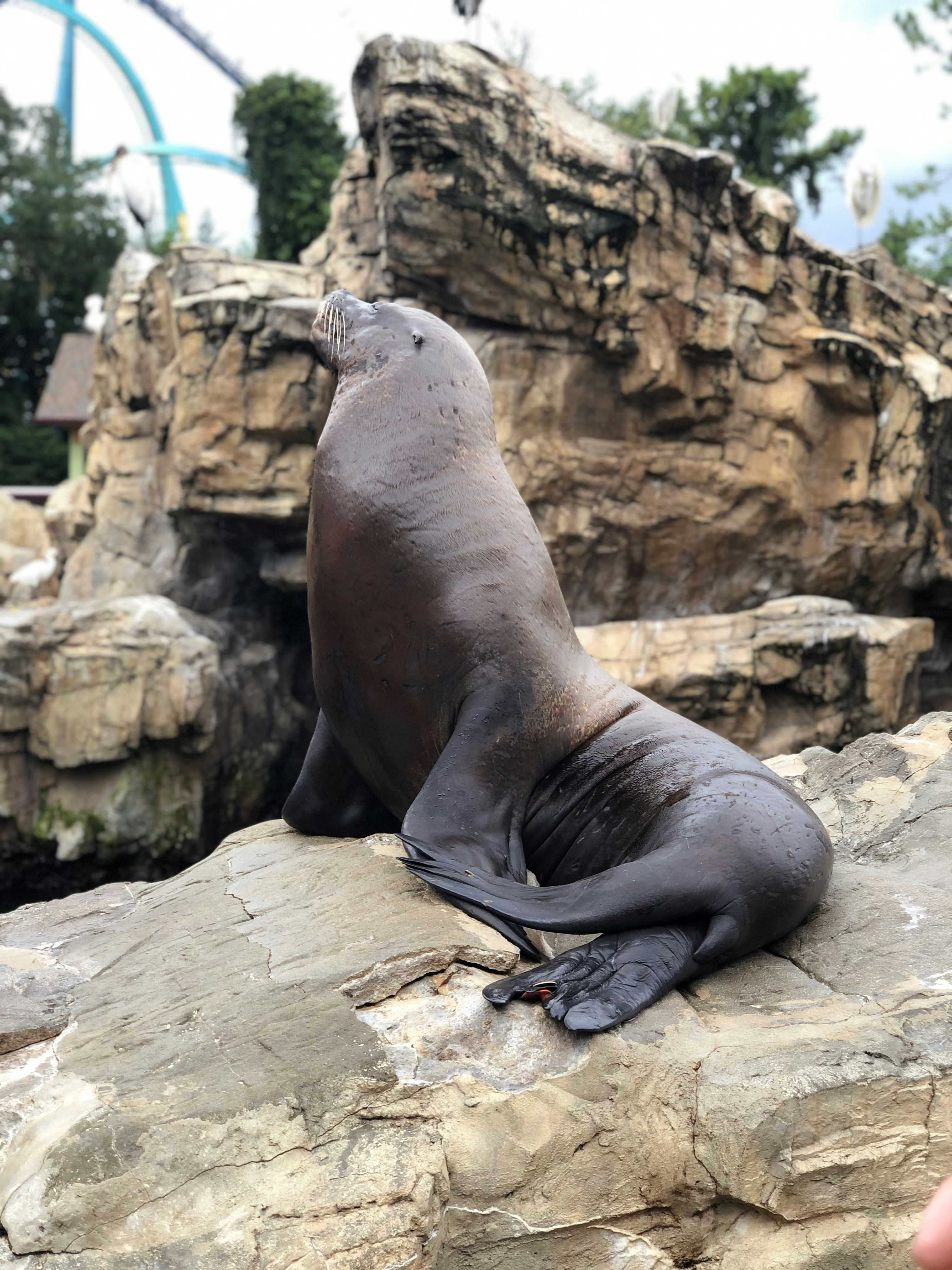 Una foca sentada en la cima de una gran roca foto – Imagen de Mar ...