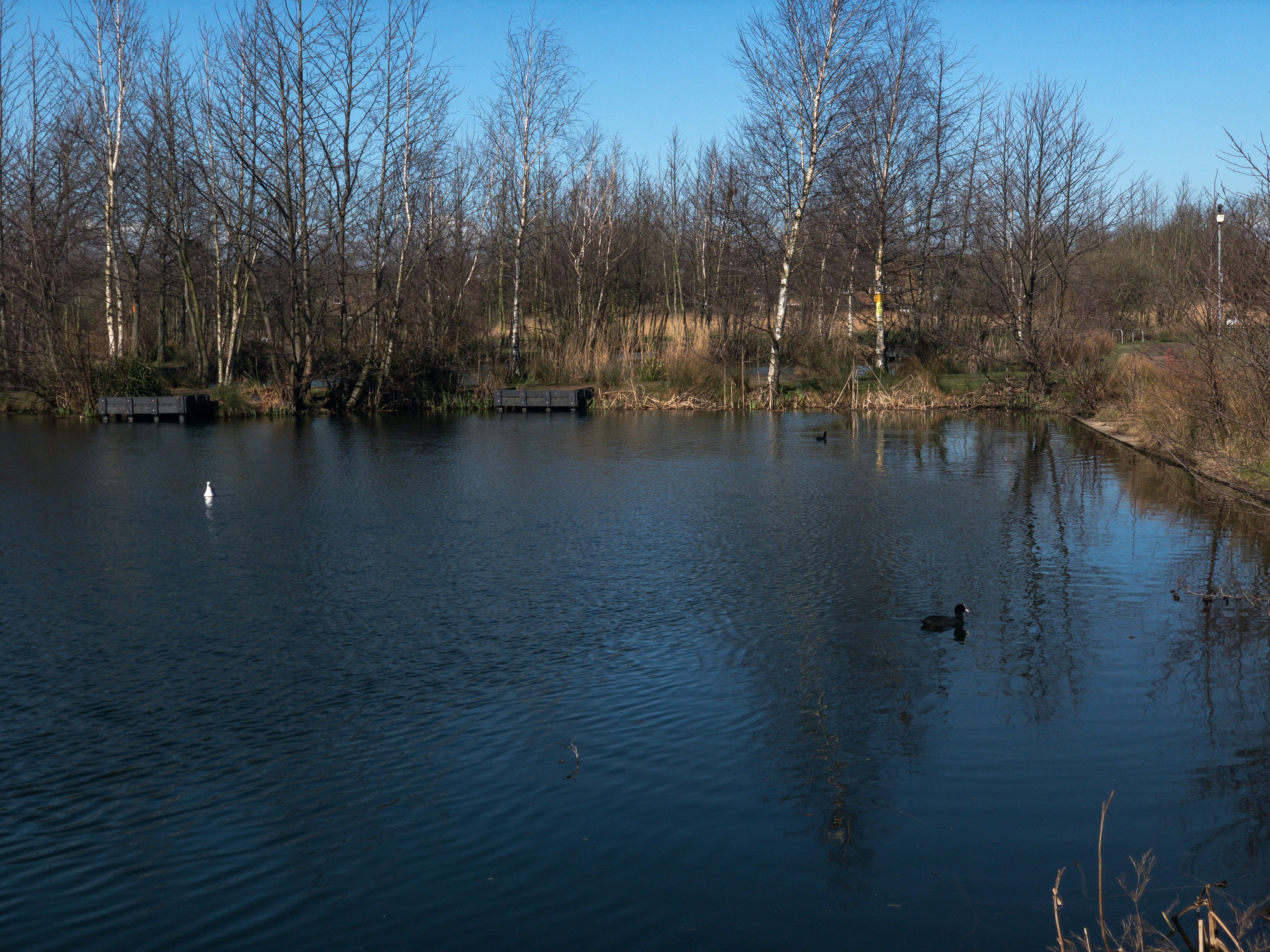 A serene pond surrounded by bare trees under a clear blue sky, featuring a black duck gliding across the water's surface.