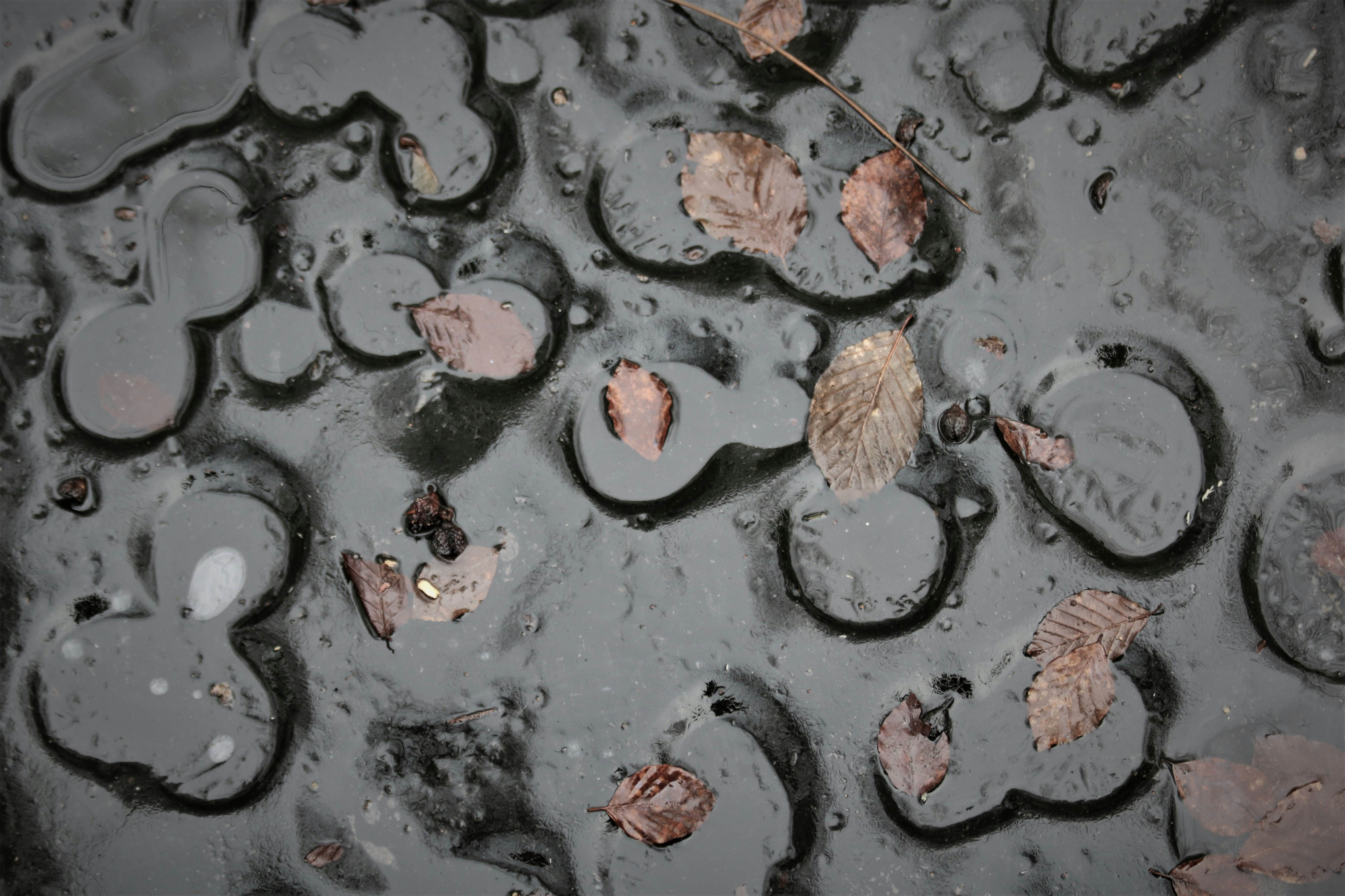 Circles of Wetness: Autumn Leaves on a Textured Surface