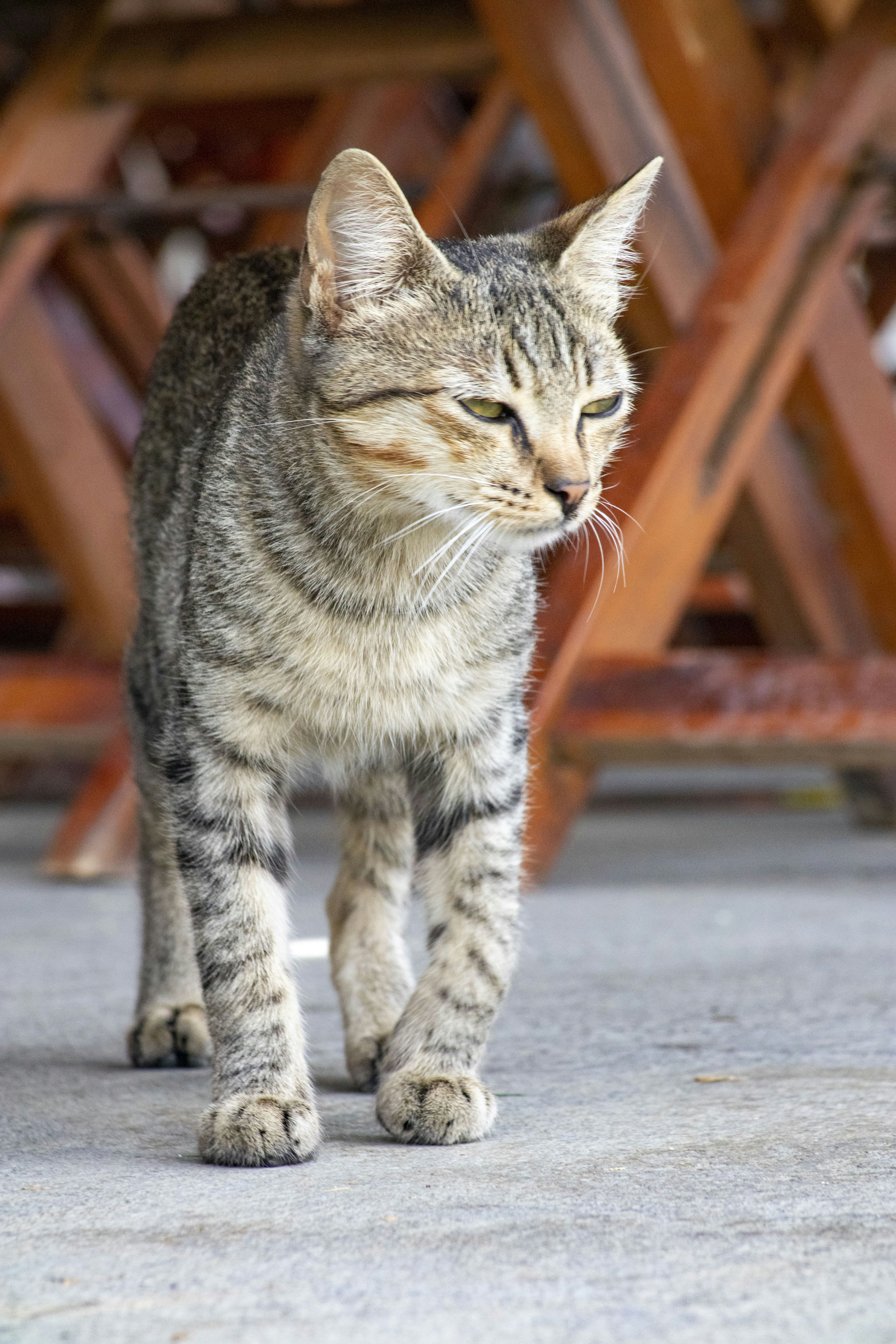 A tabby cat gracefully walks across a concrete floor, with wooden chairs blurred in the background. The cat's keen expression captures a moment of curiosity.