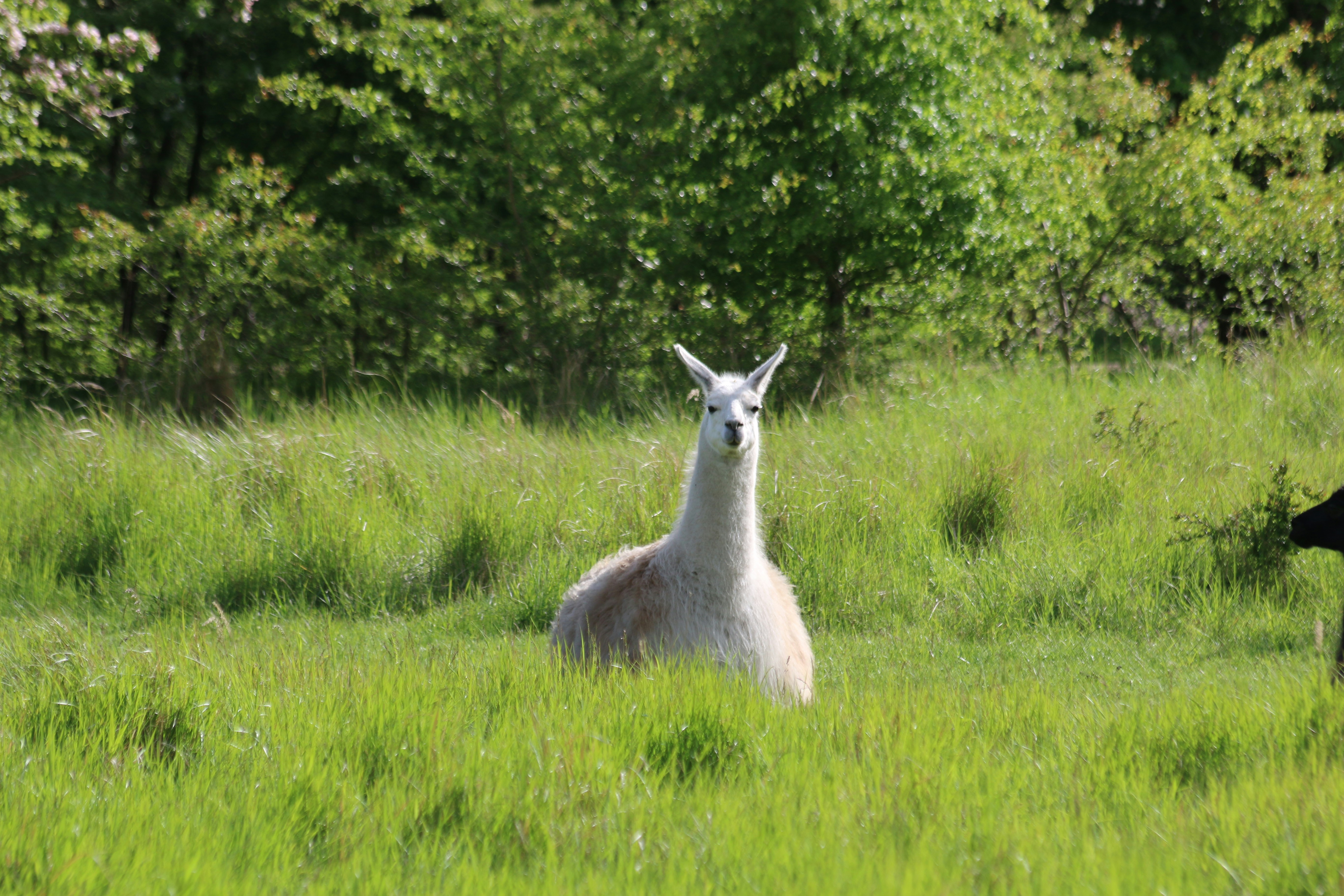 Llama in a Sunlit Meadow: Quiet Portrait at Eye Level