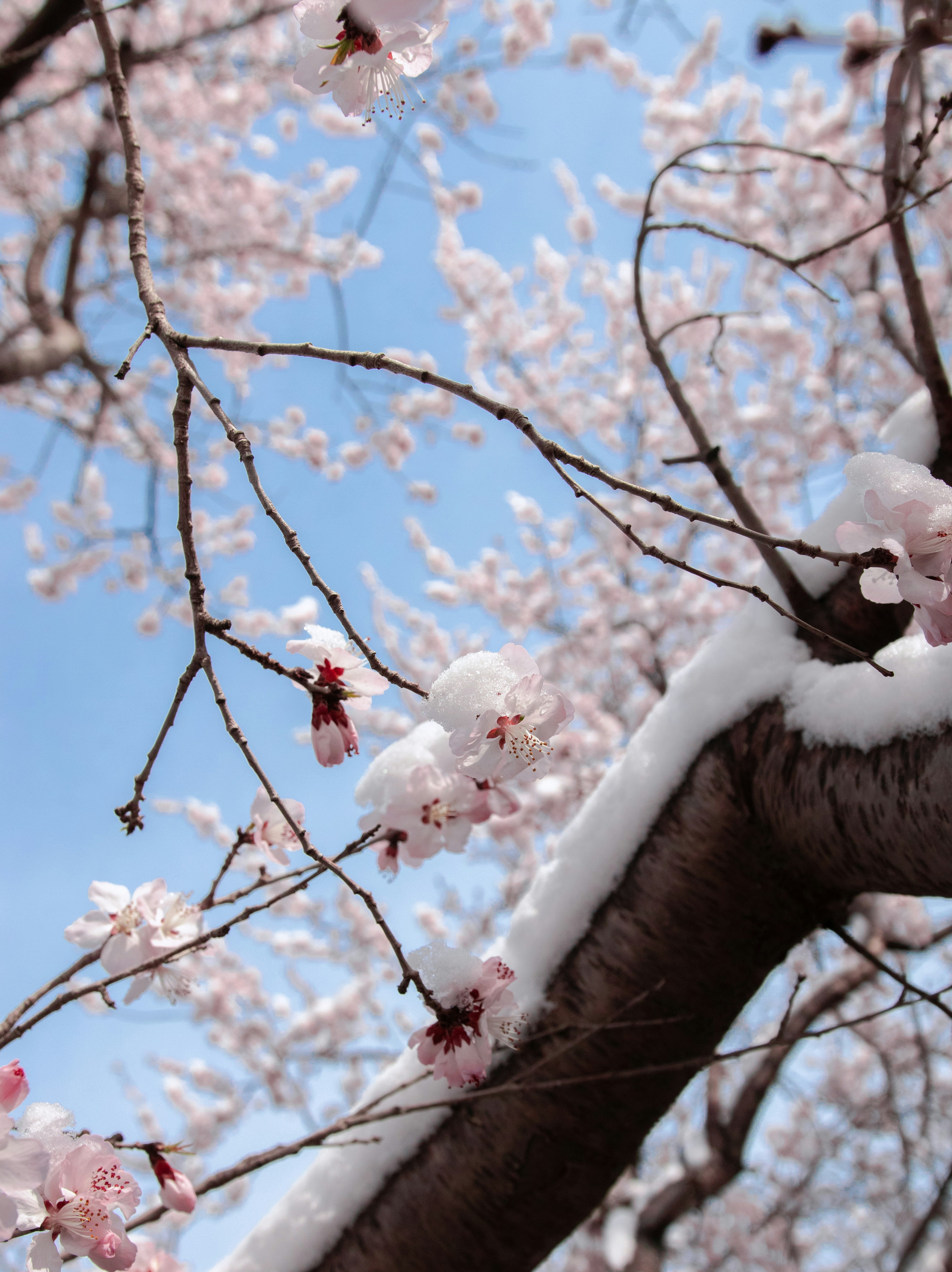 Snow-Covered Cherry Blossoms Framing a Crystal Blue Sky