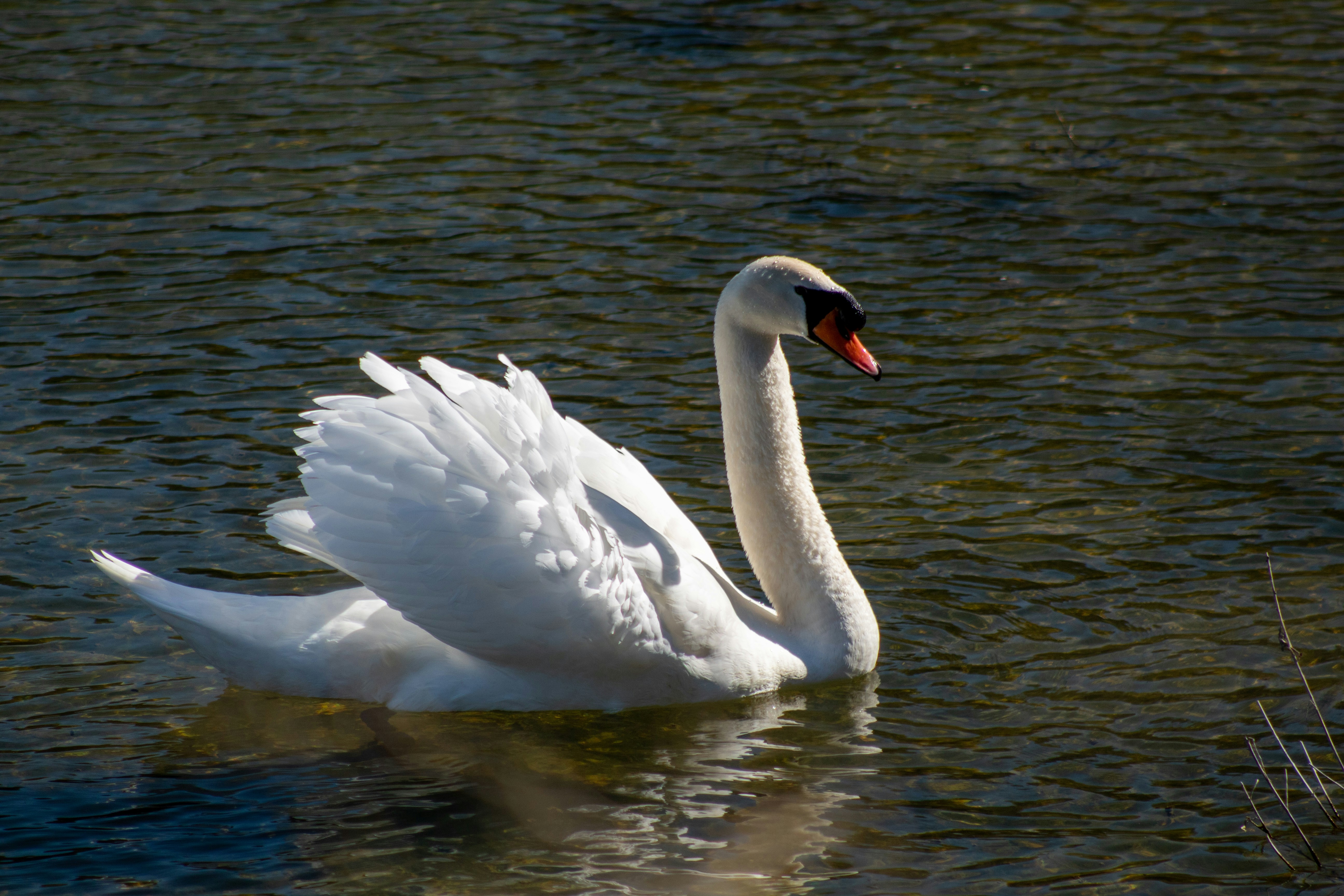 Un cygne blanc flottant au-dessus d’un plan d’eau photo – Photo Animal ...