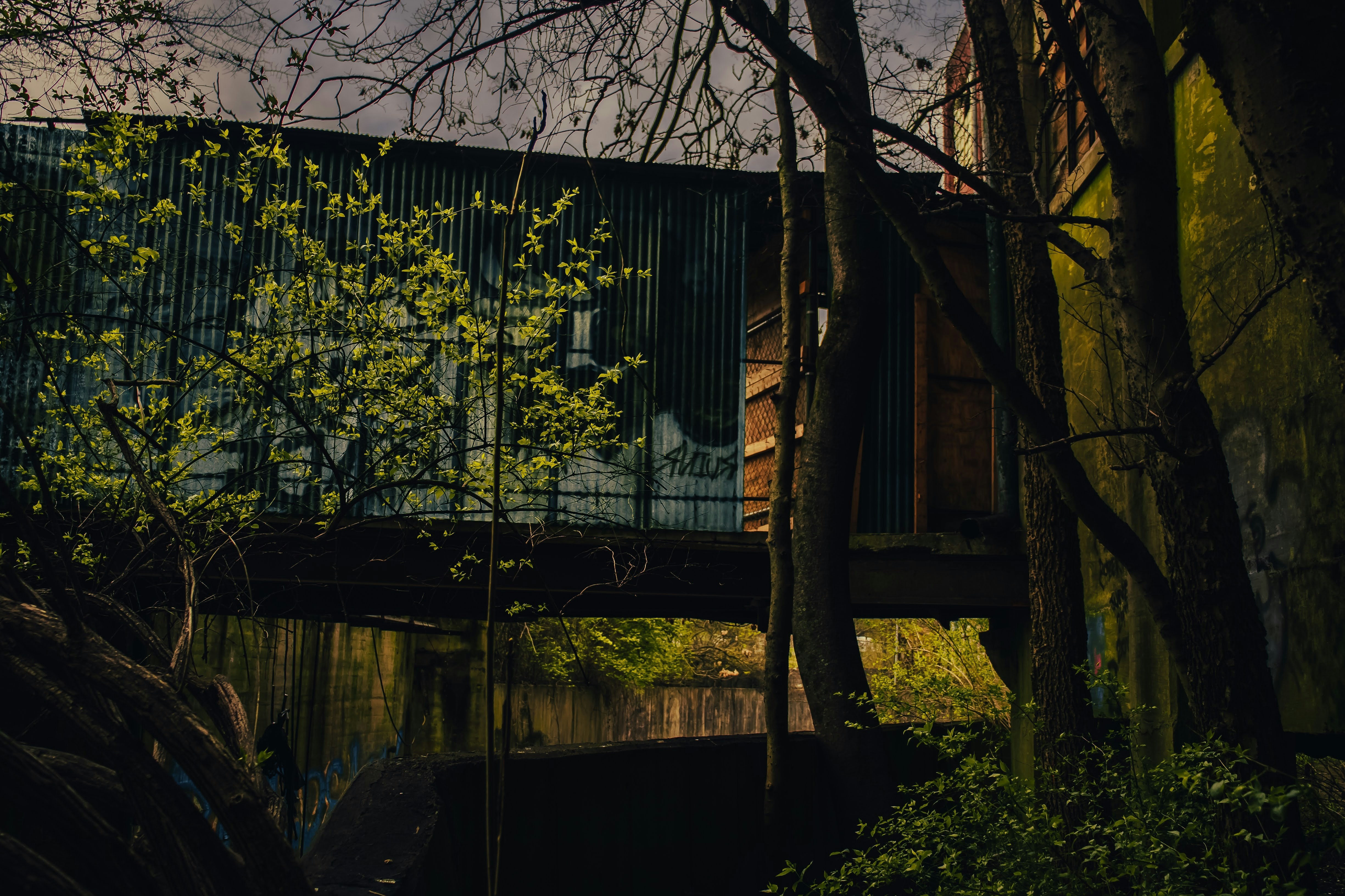 Leafy branches contrast against a dimly lit industrial structure, blending nature with urban decay.