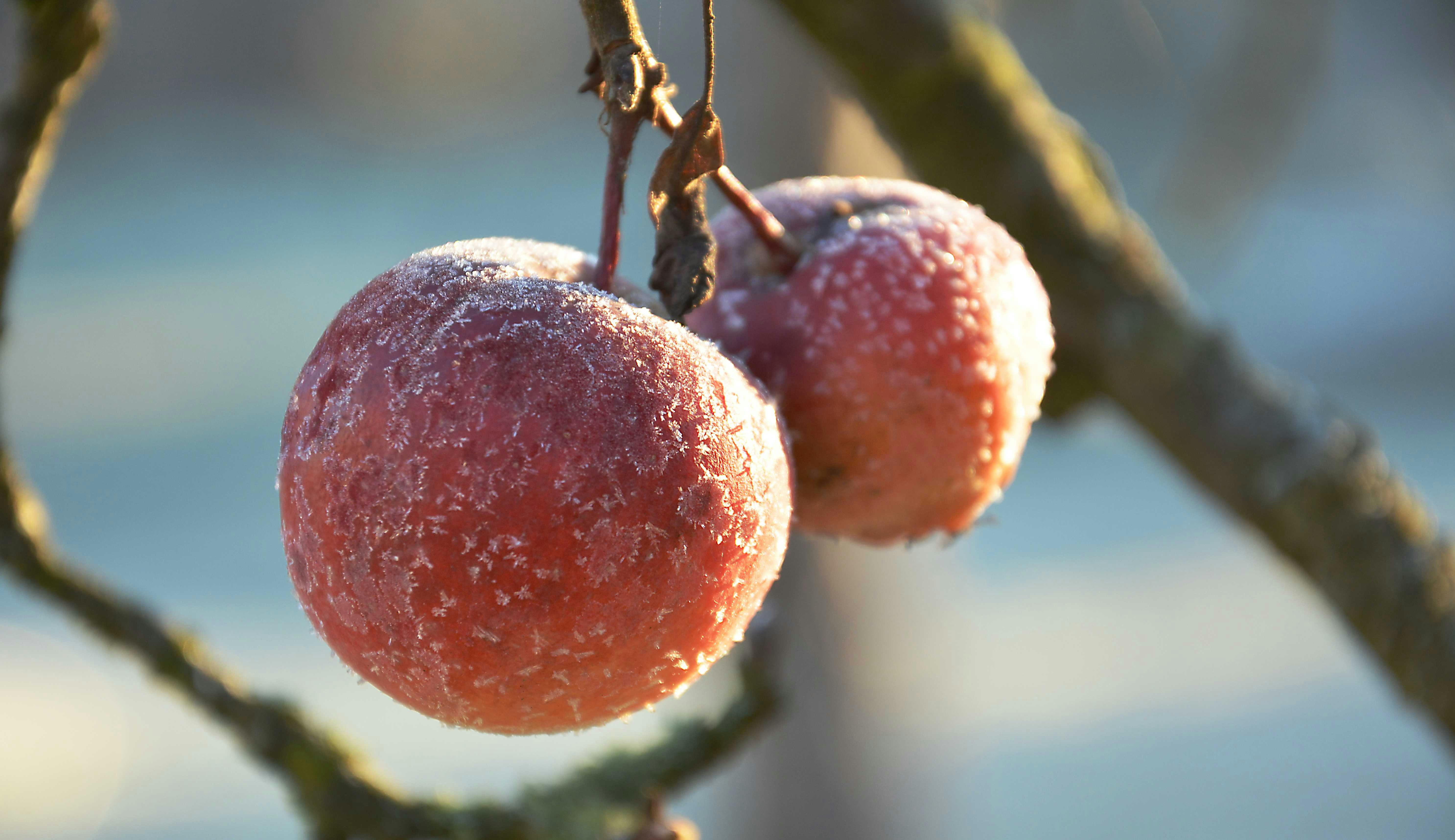 Frost-Kissed Apples in Early Light