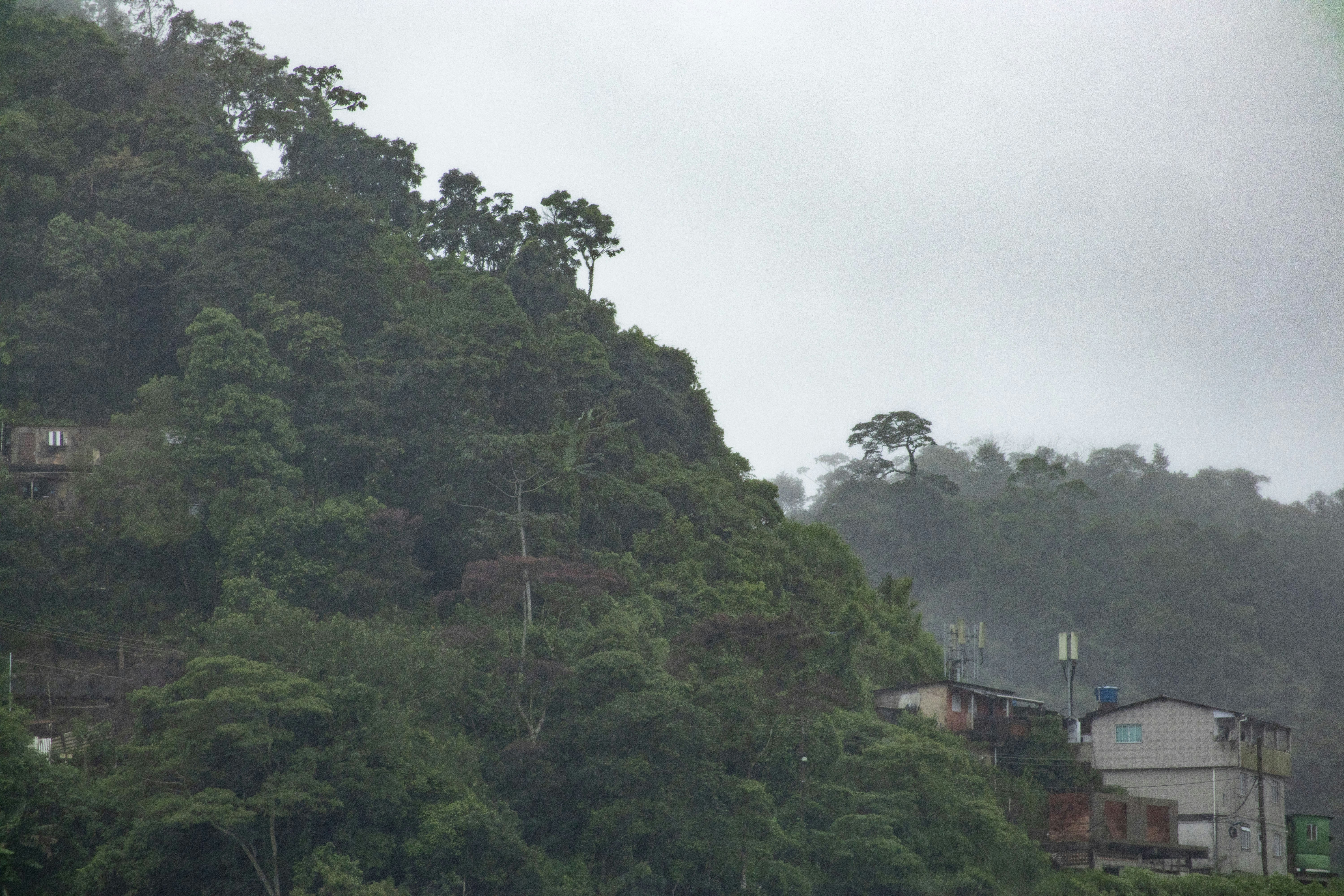 Lush green trees covering a hillside with misty forest in the background.