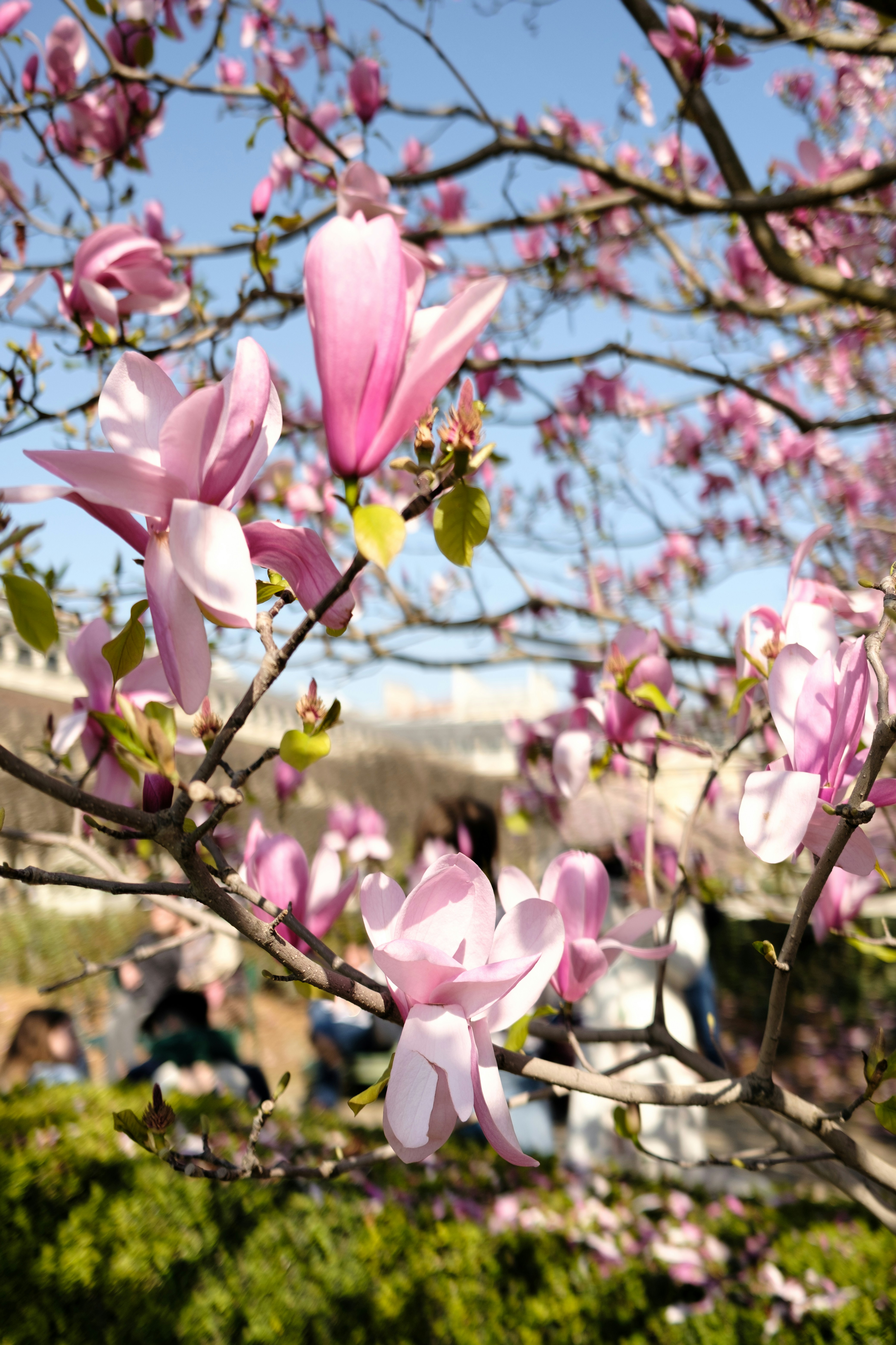 pink flowers blooming on a tree in a park