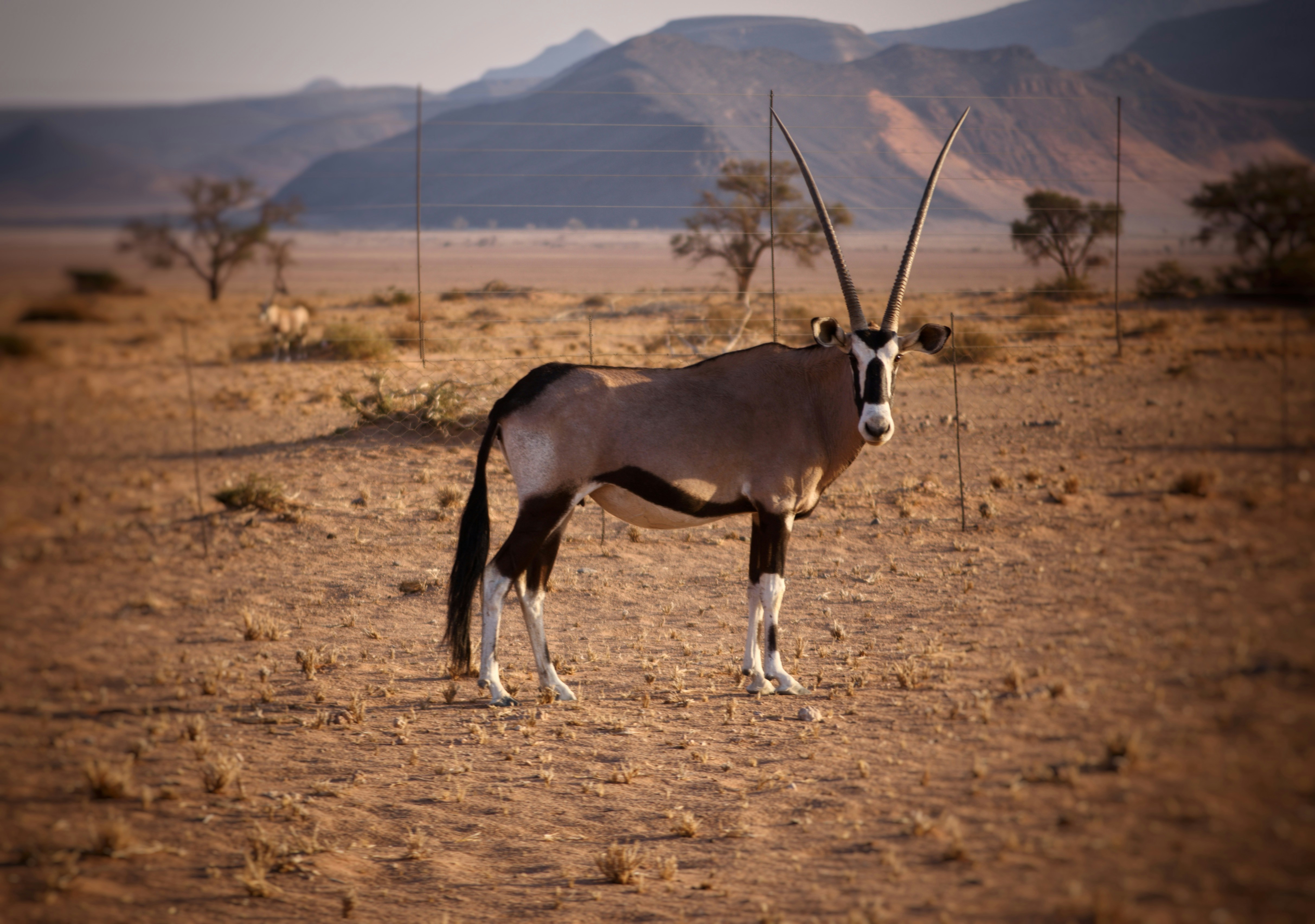 Oryx at Dusk: Silent Stride Across the Desert Expanse