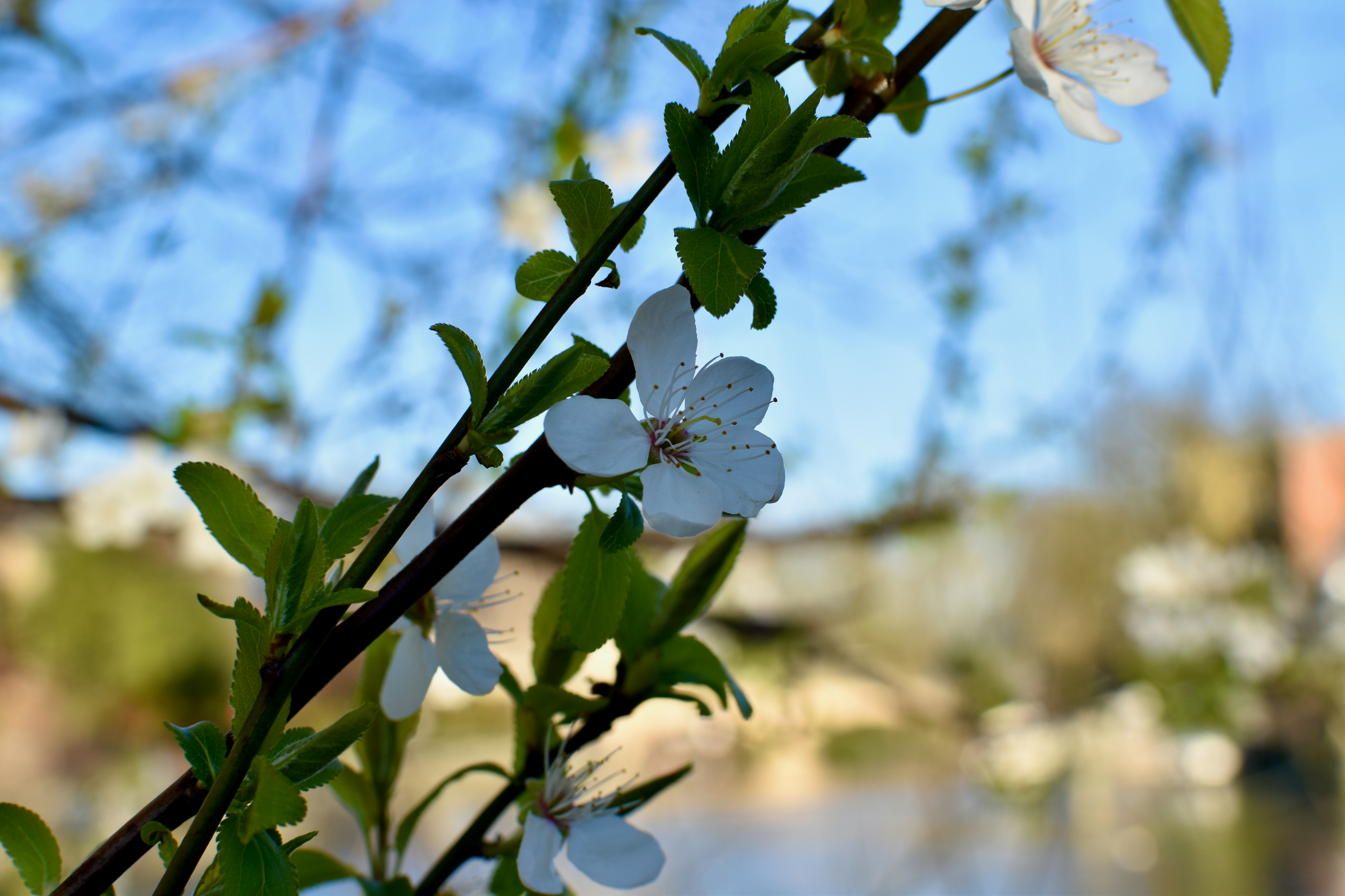 Whispering White Blossoms Framed by a Quiet Waterfront Blur