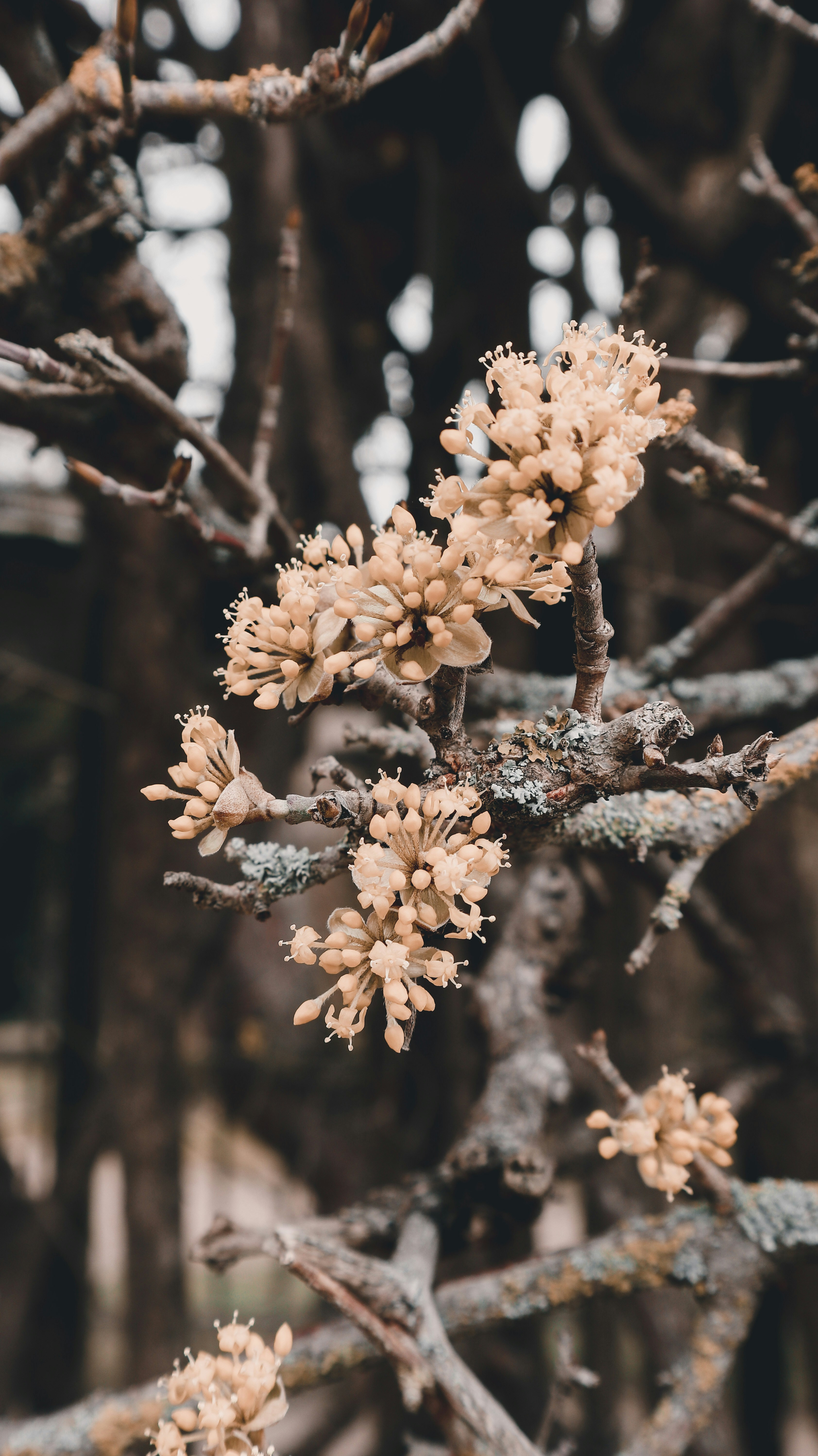 Peach blossoms cling to a weathered branch in muted woodland light