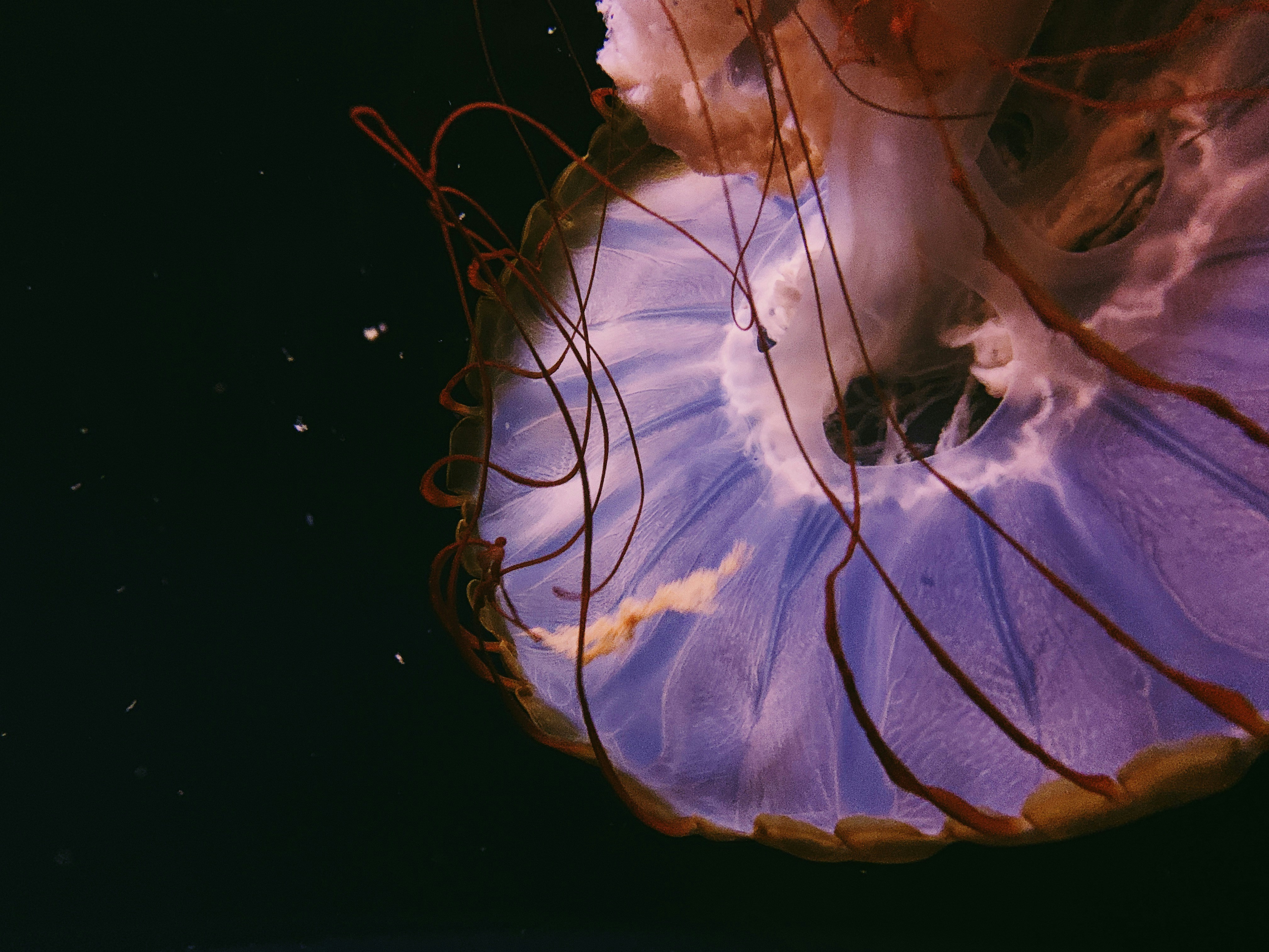 Translucent jellyfish gliding through dark waters, illuminated by soft colors and delicate tentacles. 