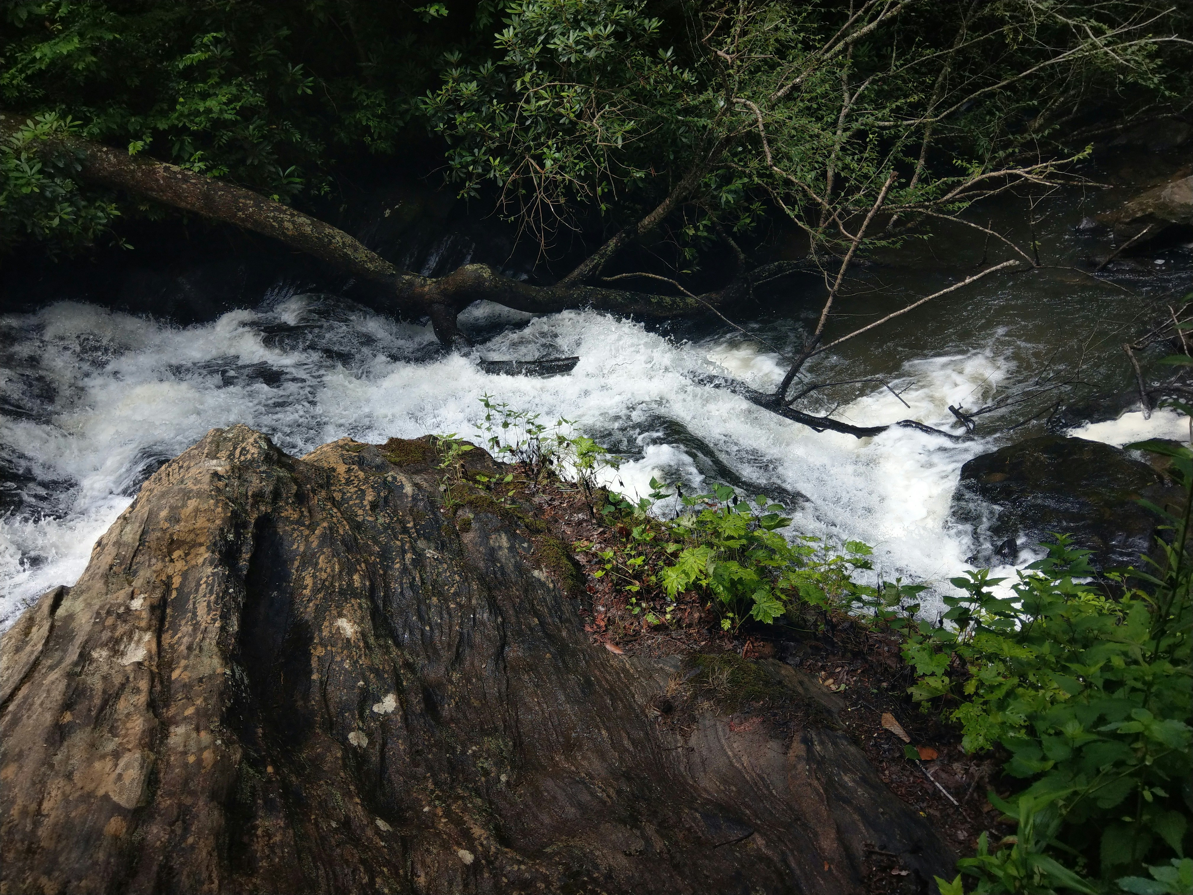 Rushing river cascading over rocks amid dense green foliage.