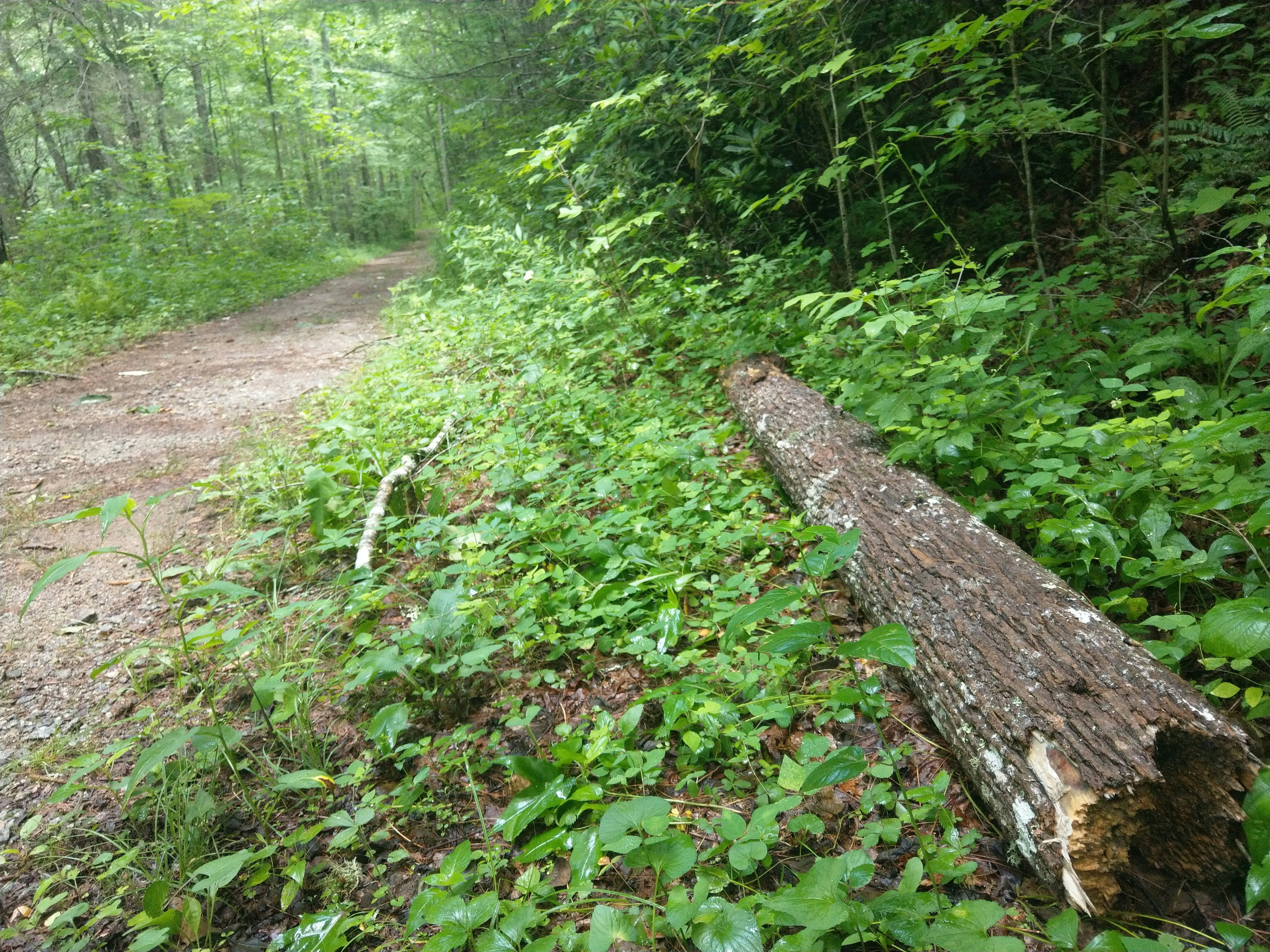 A log sitting on the side of a dirt road photo – Free Green Image on ...