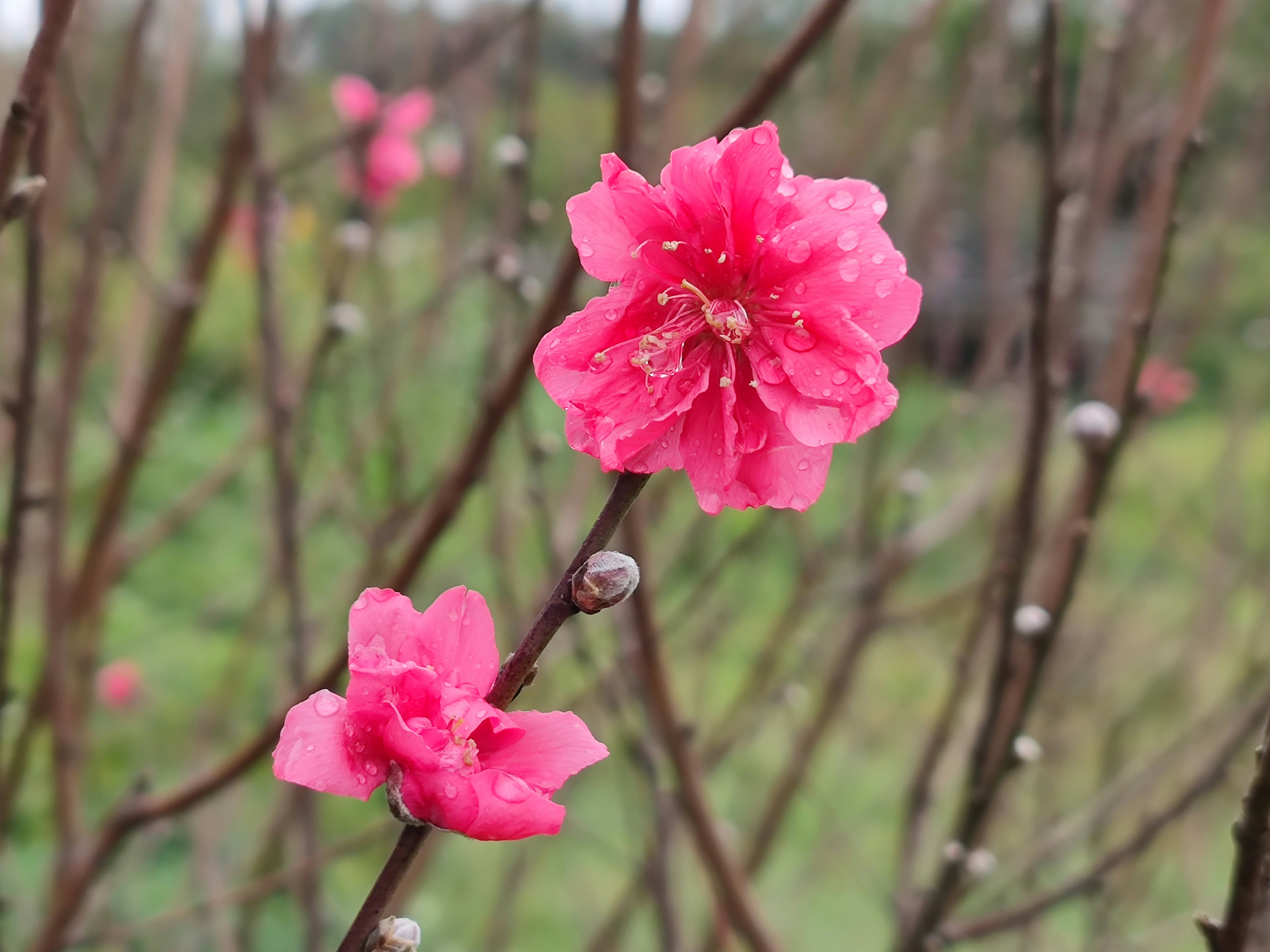 A pink flower is blooming on a tree branch photo – Free Sakura tree ...