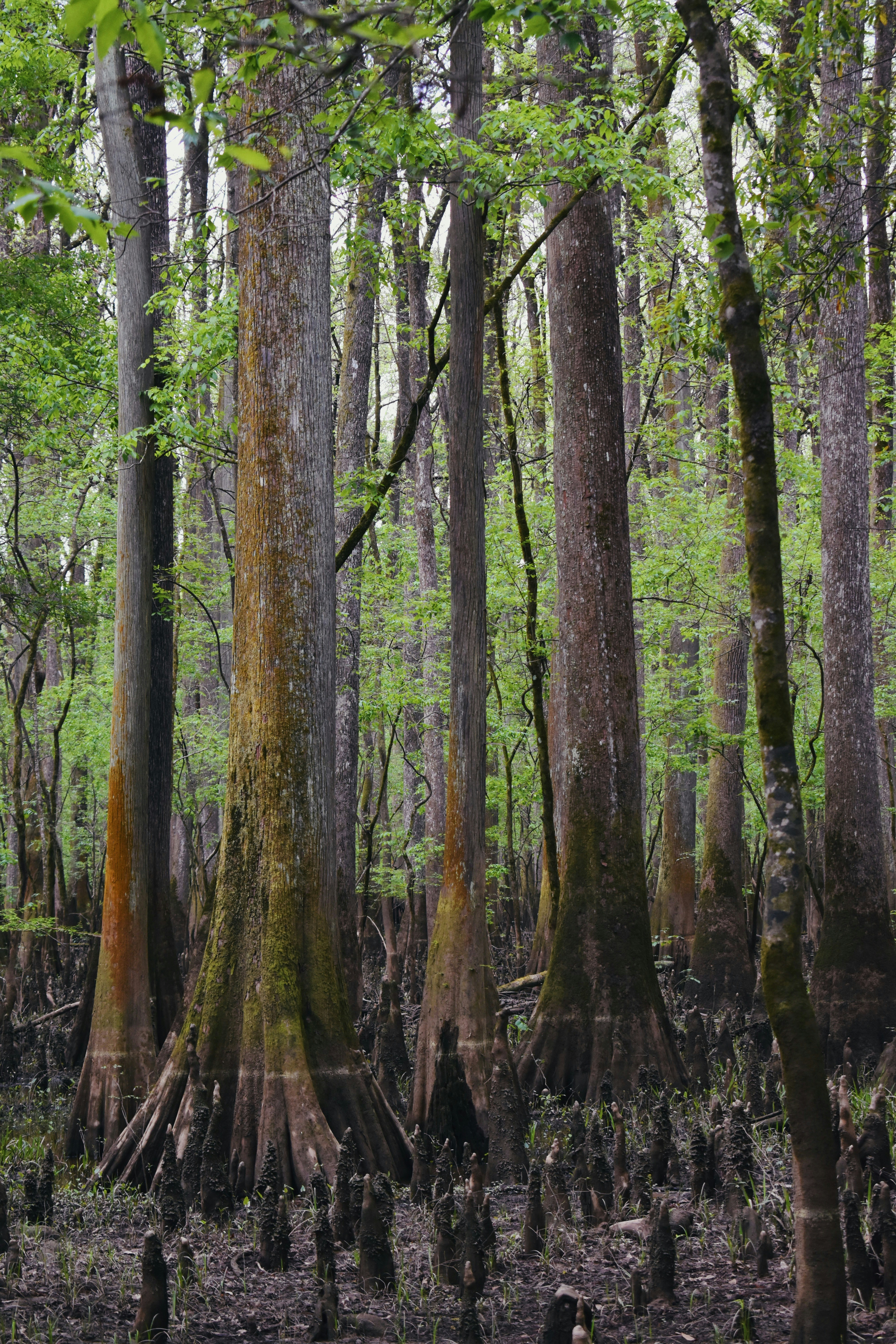 Moss-Wreathed Trunks in a Quiet Swamp Forest
