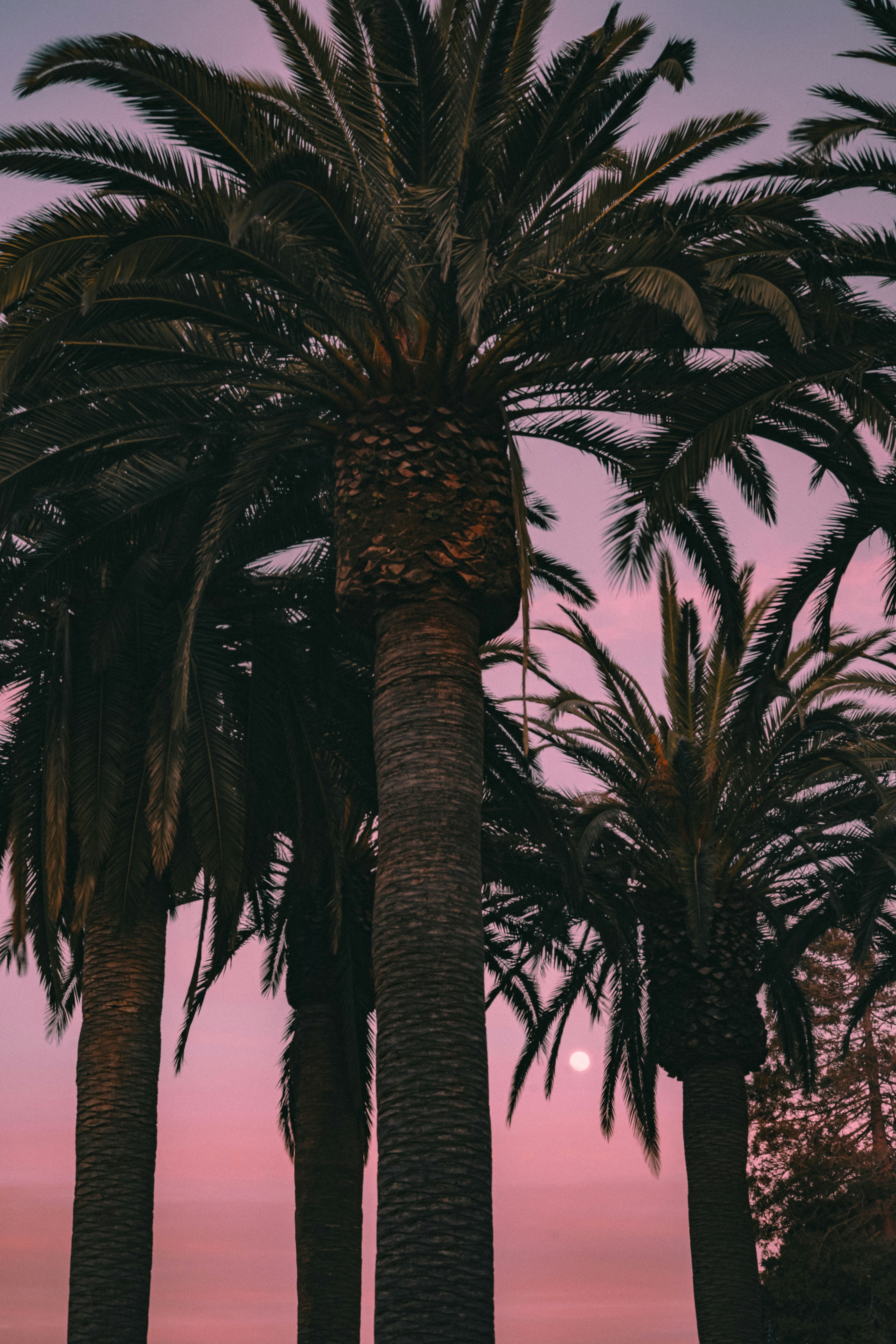 A couple of palm trees that are next to each other photo – Free San ...