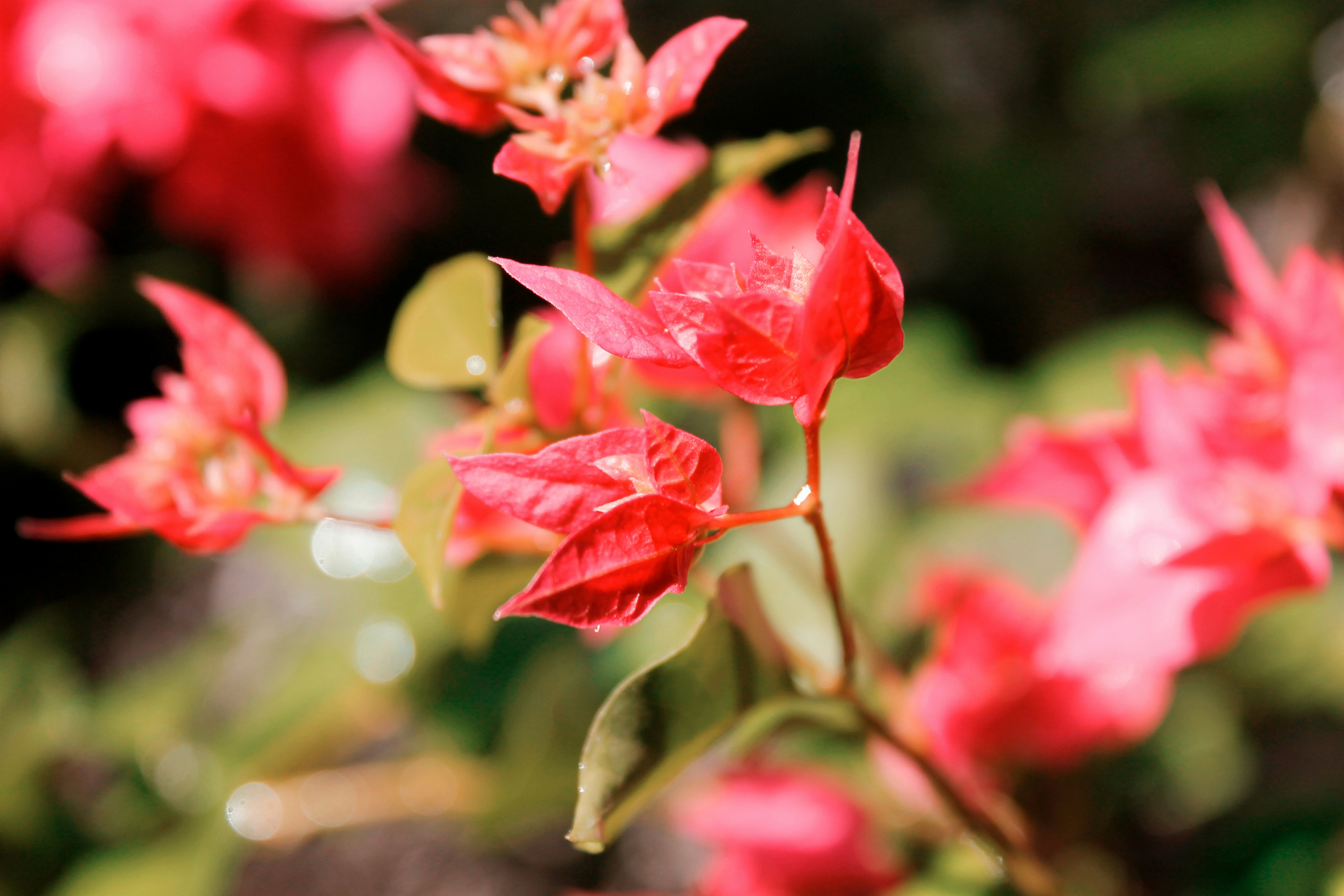 Un bouquet de fleurs rouges qui fleurissent photo – Photo Fleurs ...