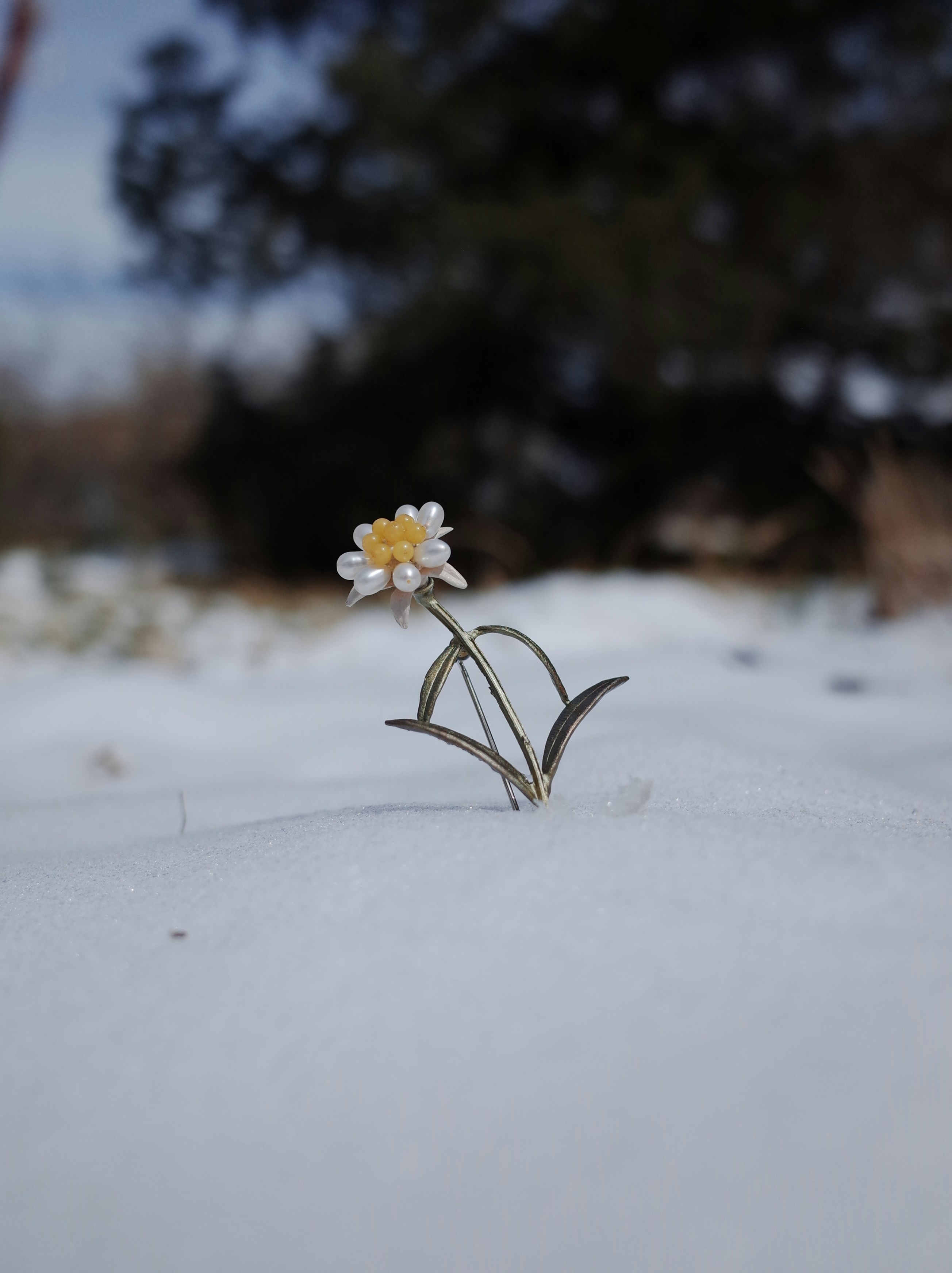 Snow-kissed bloom rising from a quiet winter field
