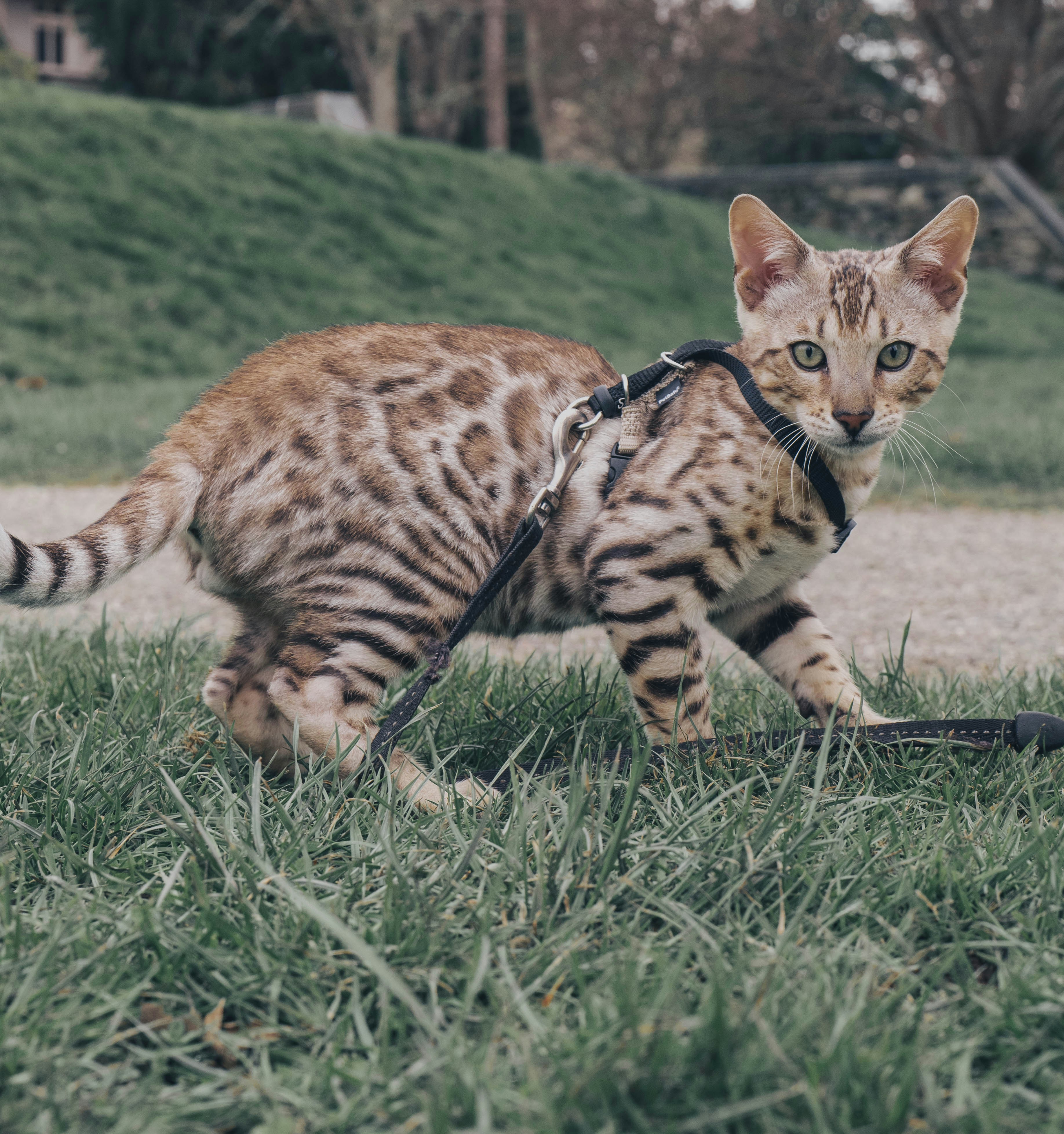 Foto zum Thema Eine Katze läuft über ein grasbedecktes Feld ...