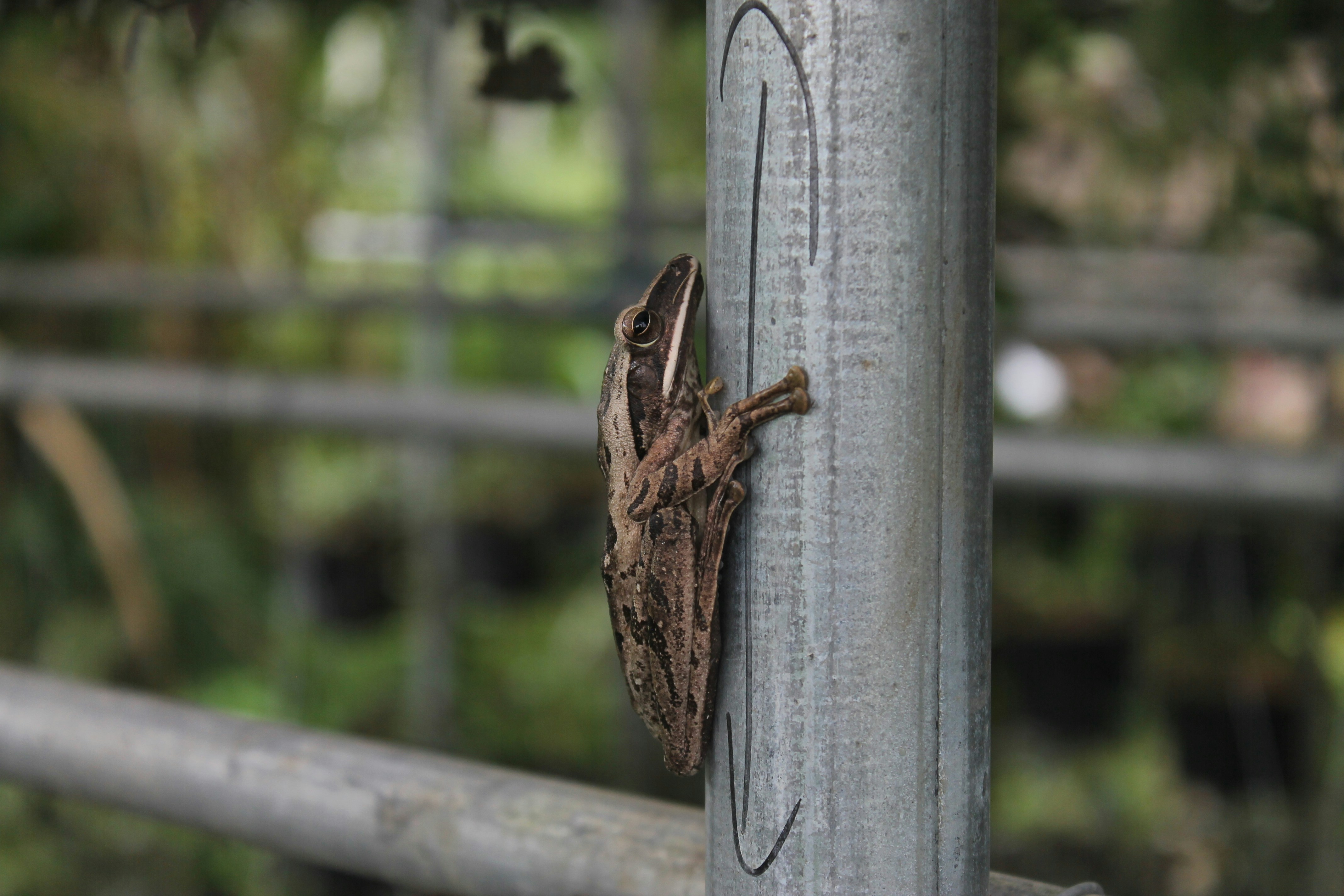 Steely Camouflage: A Brown Tree Frog Clings to a Weathered Rail
