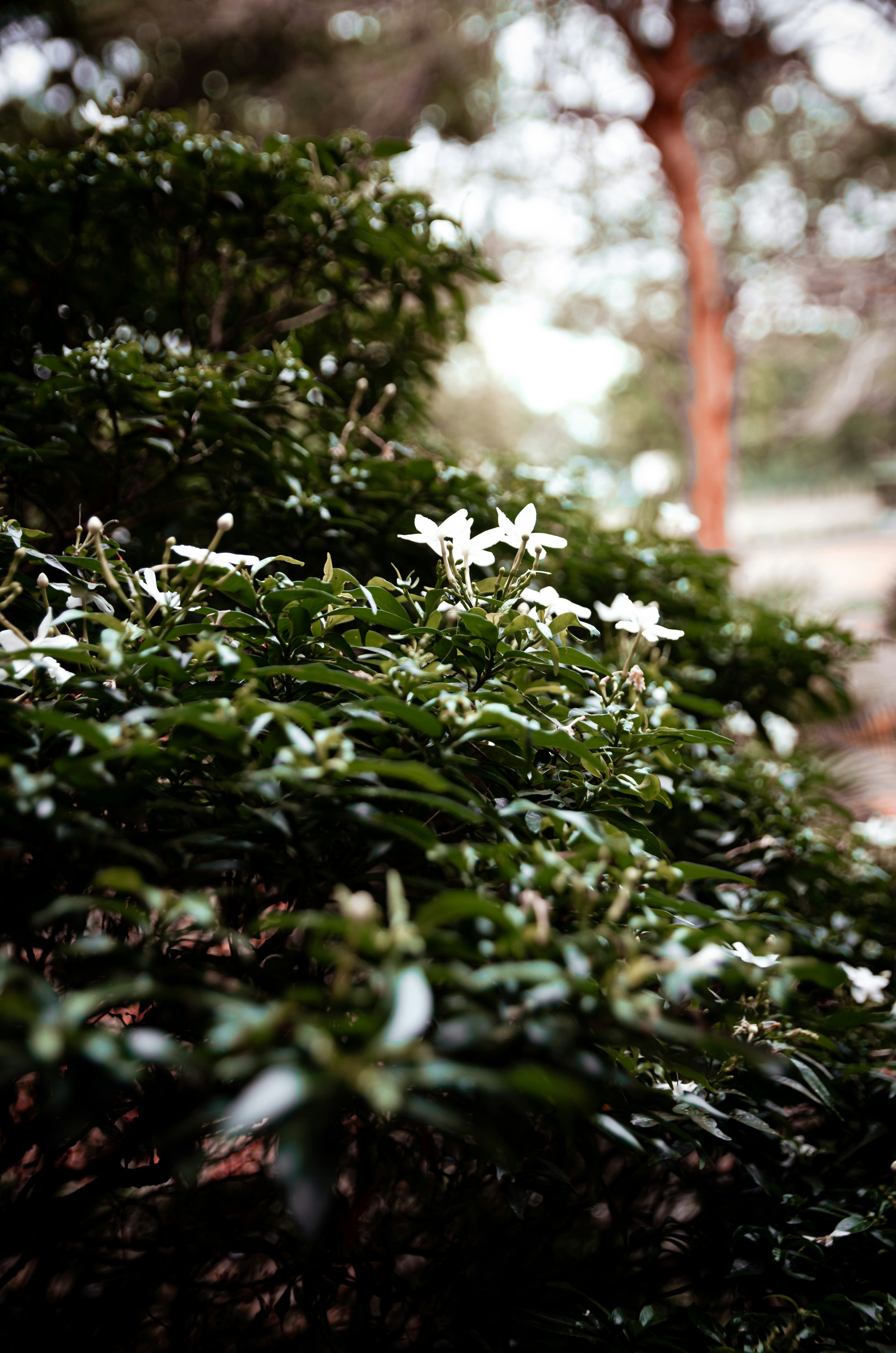 White Bloom Amid Green Velvet: A Tight Hedge Portrait