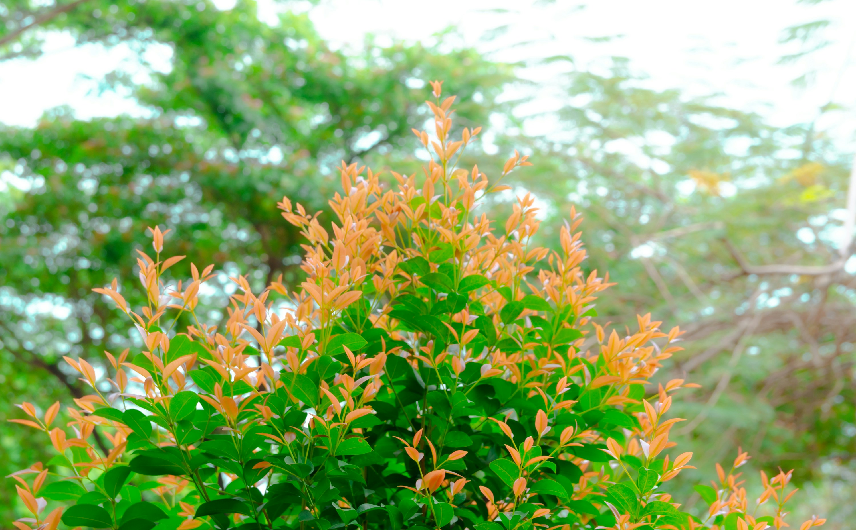 a close up of a bush with green leaves